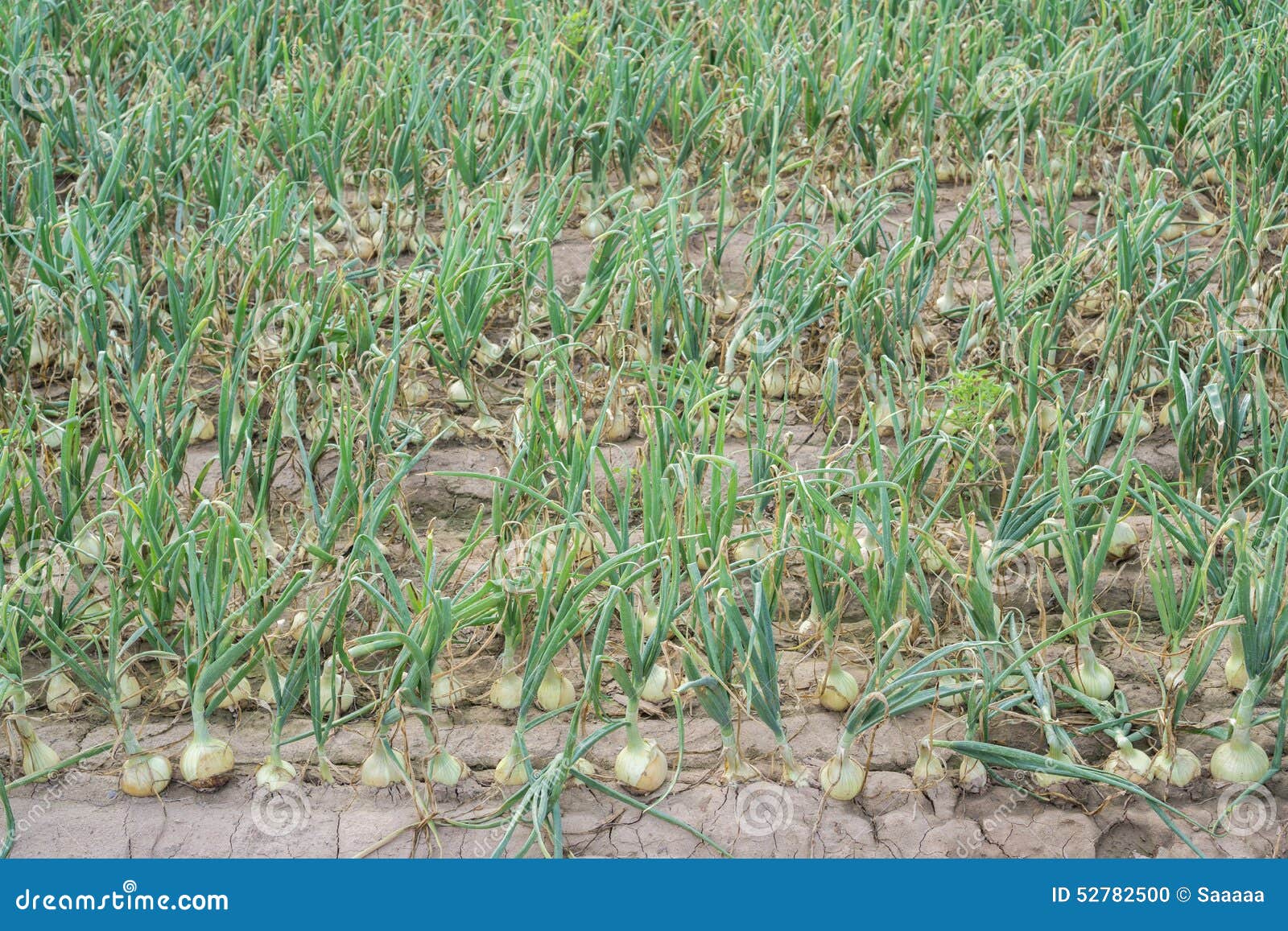 Onion plantation array stock photo. Image of ready, matrix - 52782500