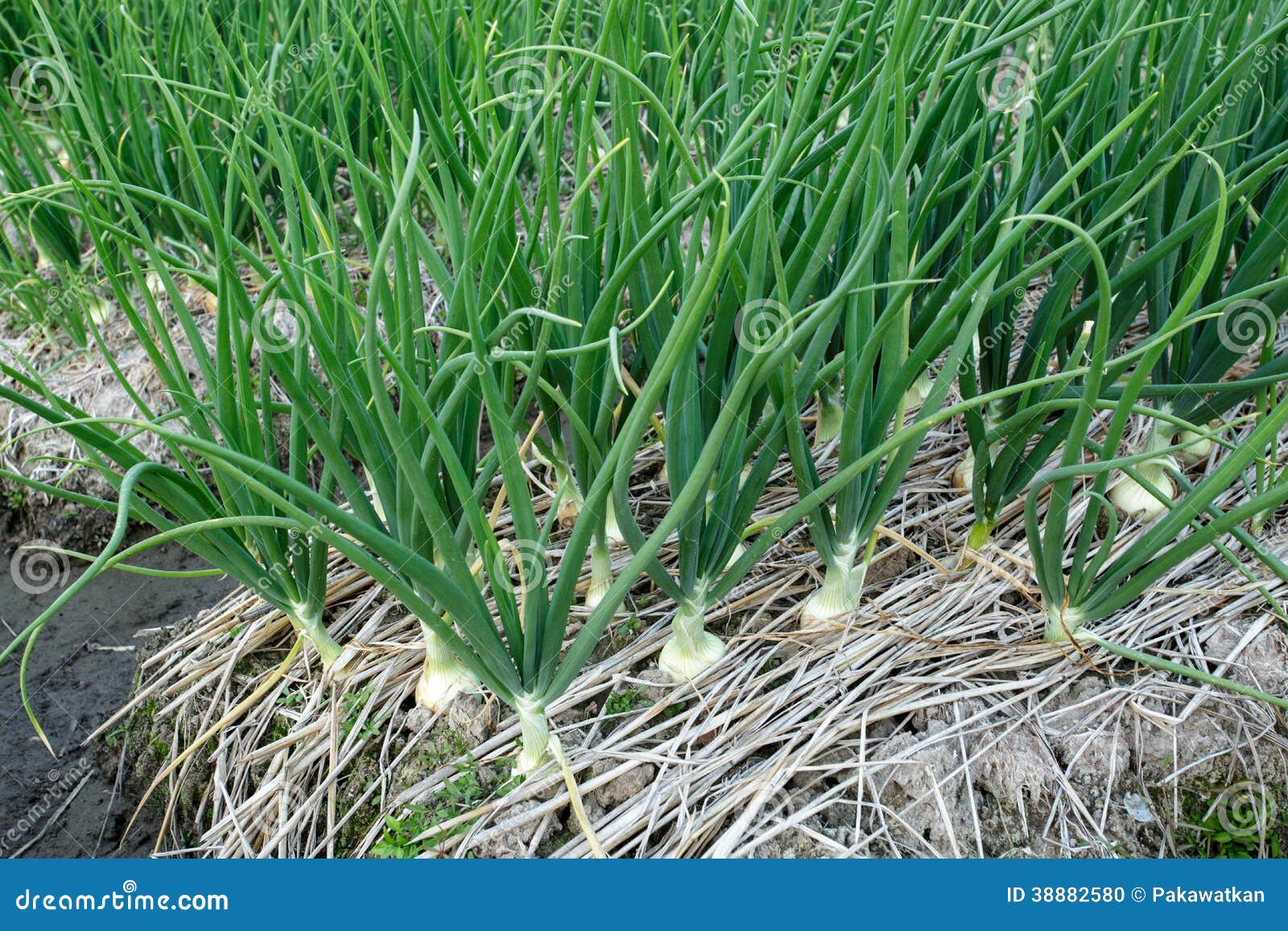 Onion plantation stock photo. Image of rural, lush, growth - 38882580