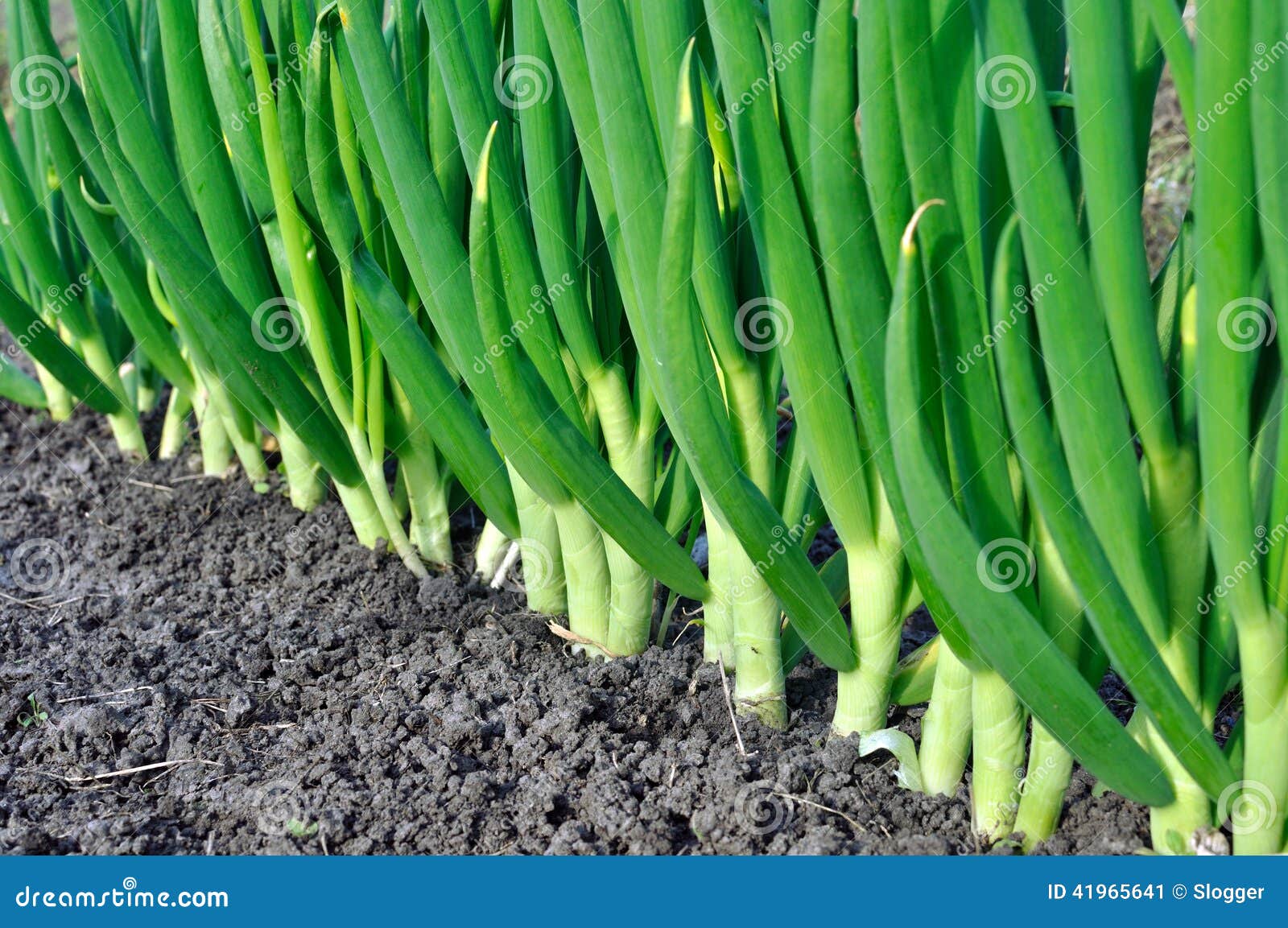 Onion plantation stock image. Image of plantation, organic - 41965641