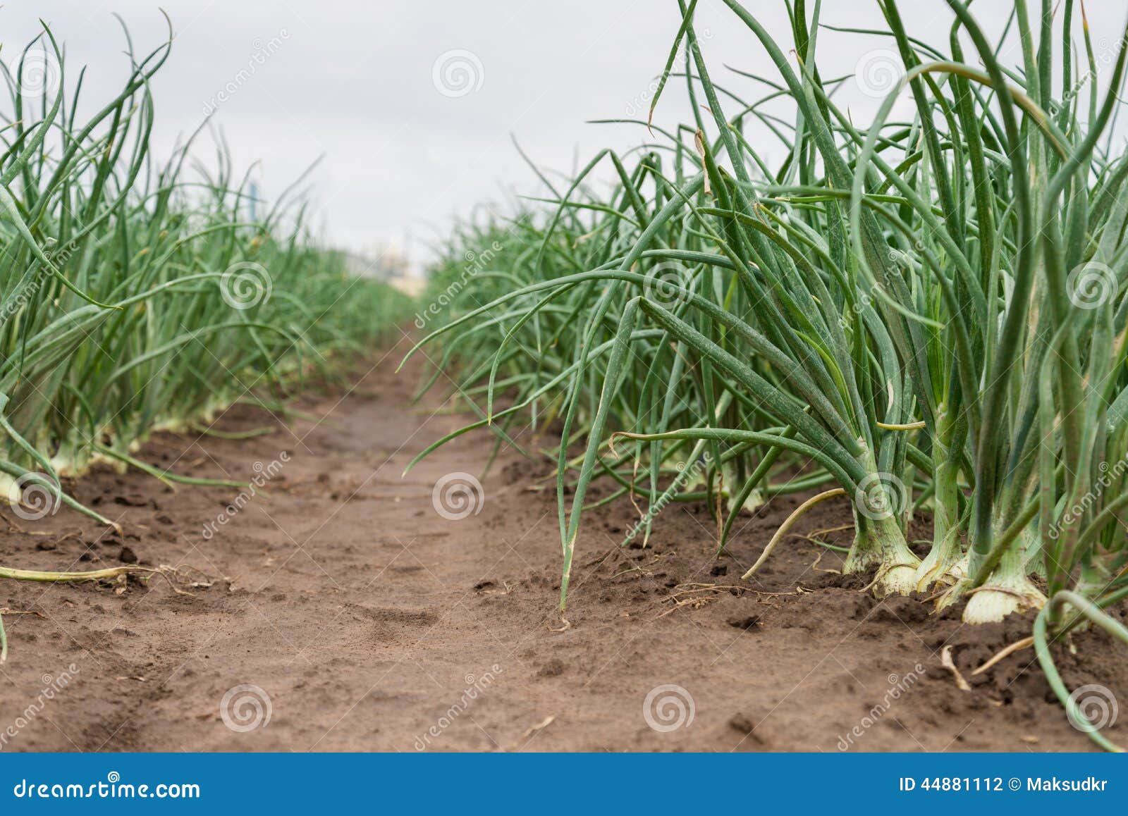 Onion plantation stock photo. Image of close, cultivate - 44881112