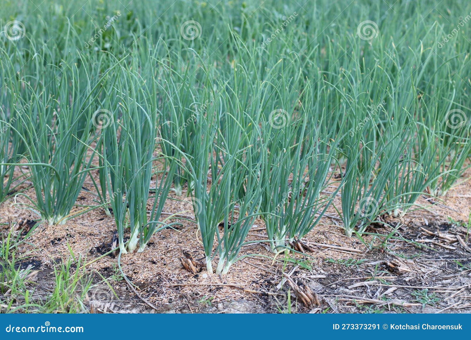Onion plantation stock image. Image of gardening, root - 273373291