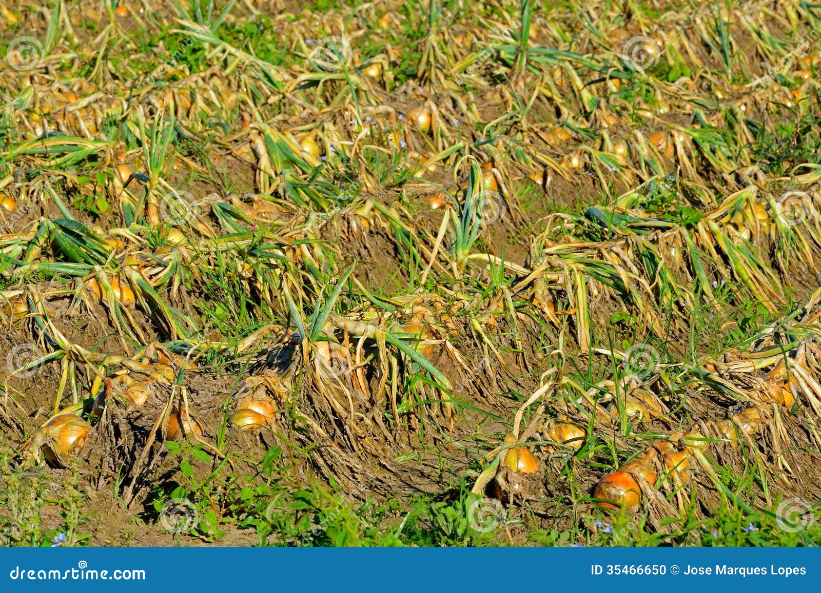 Onion plantation stock photo. Image of harvest, food - 35466650