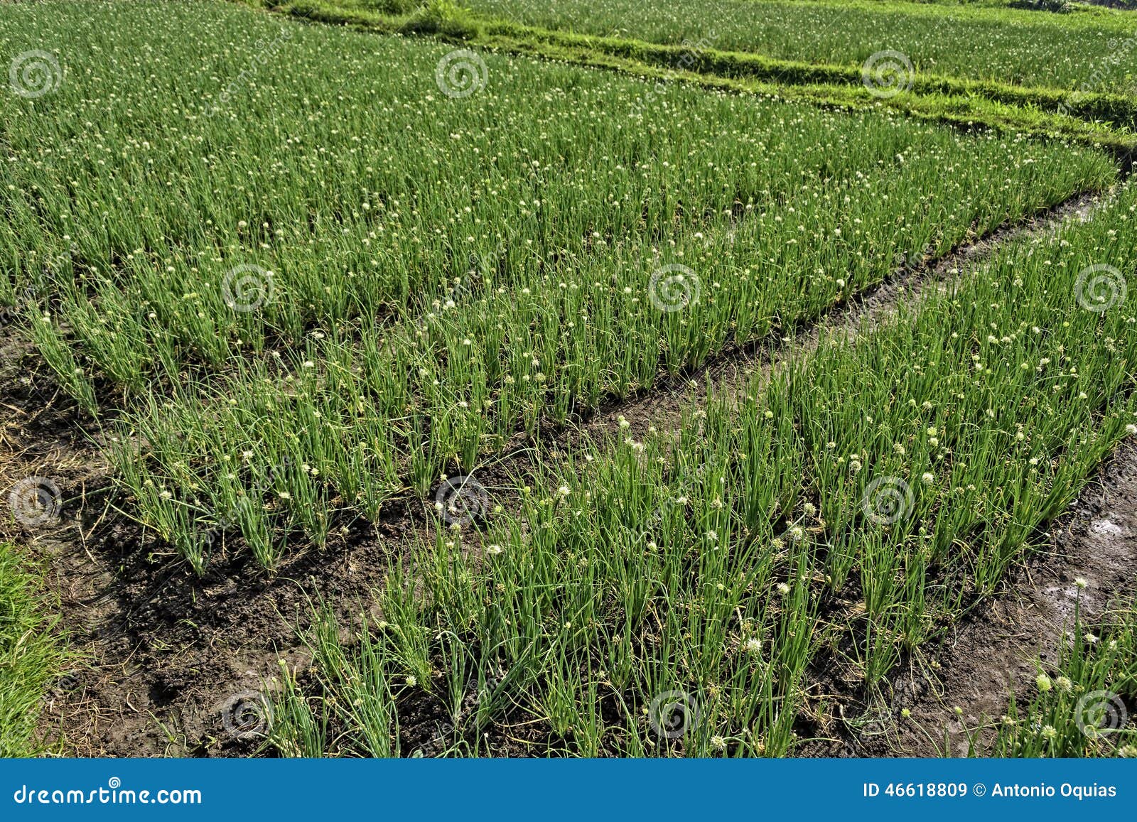 Onion Plantation stock image. Image of leek, natural - 46618809