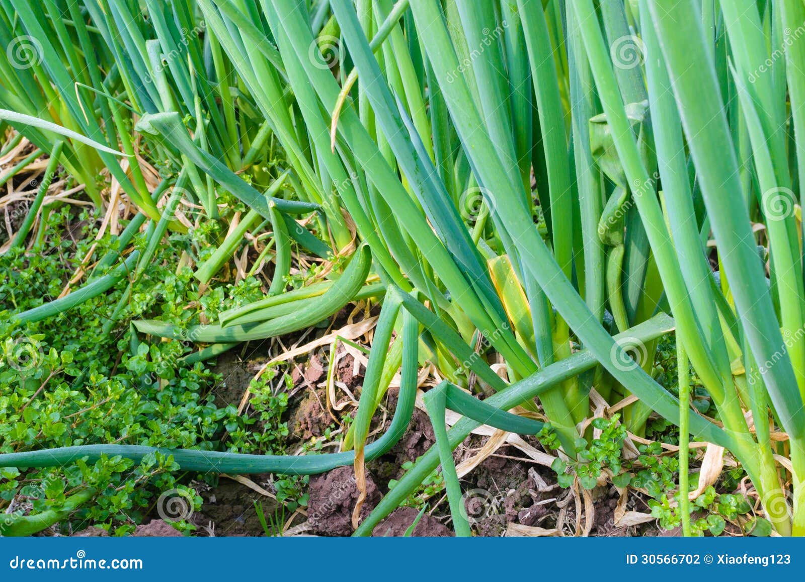Onion plantation stock photo. Image of soil, organic - 30566702