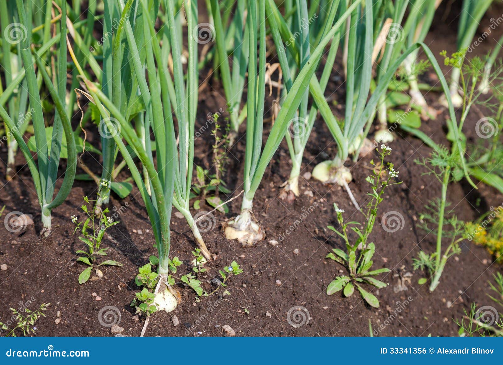 Onion plantation stock photo. Image of stem, closeup - 33341356