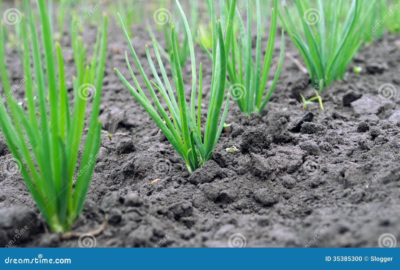 Onion plantation stock photo. Image of onion, farming - 35385300