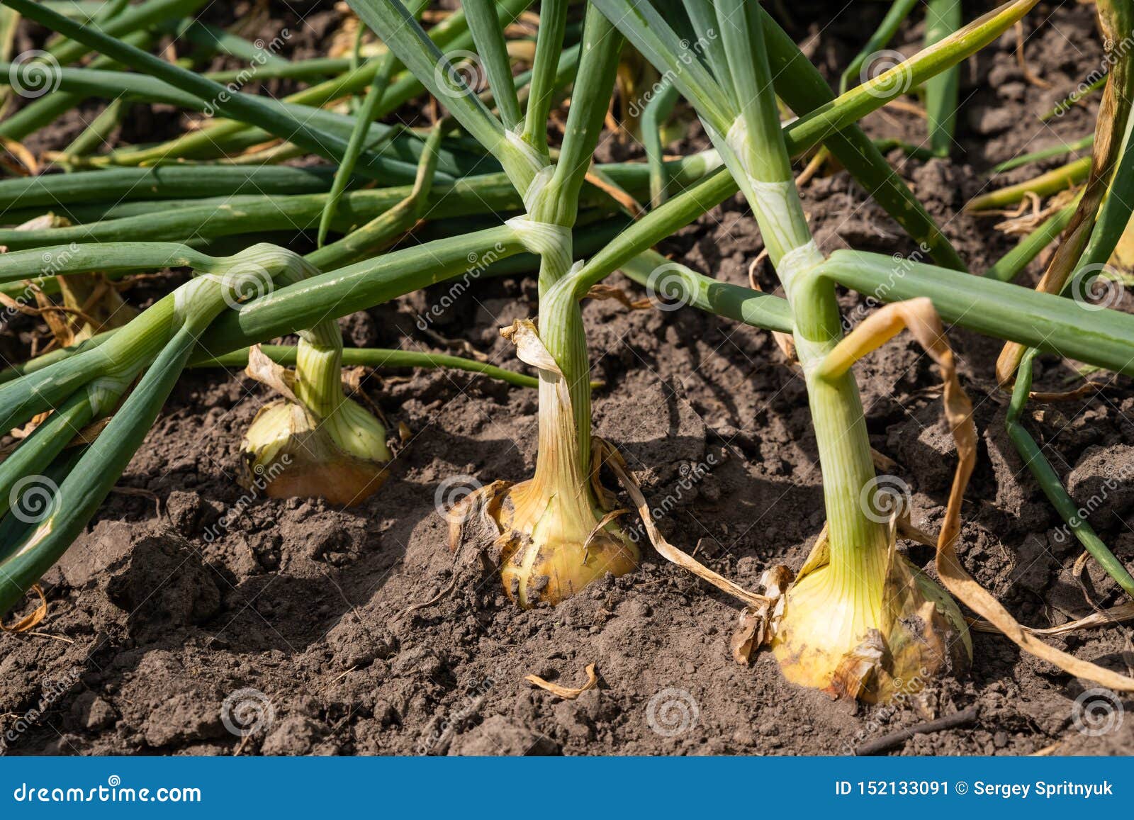 Onion Plantation in the Vegetable Garden Agriculture Stock Image ...