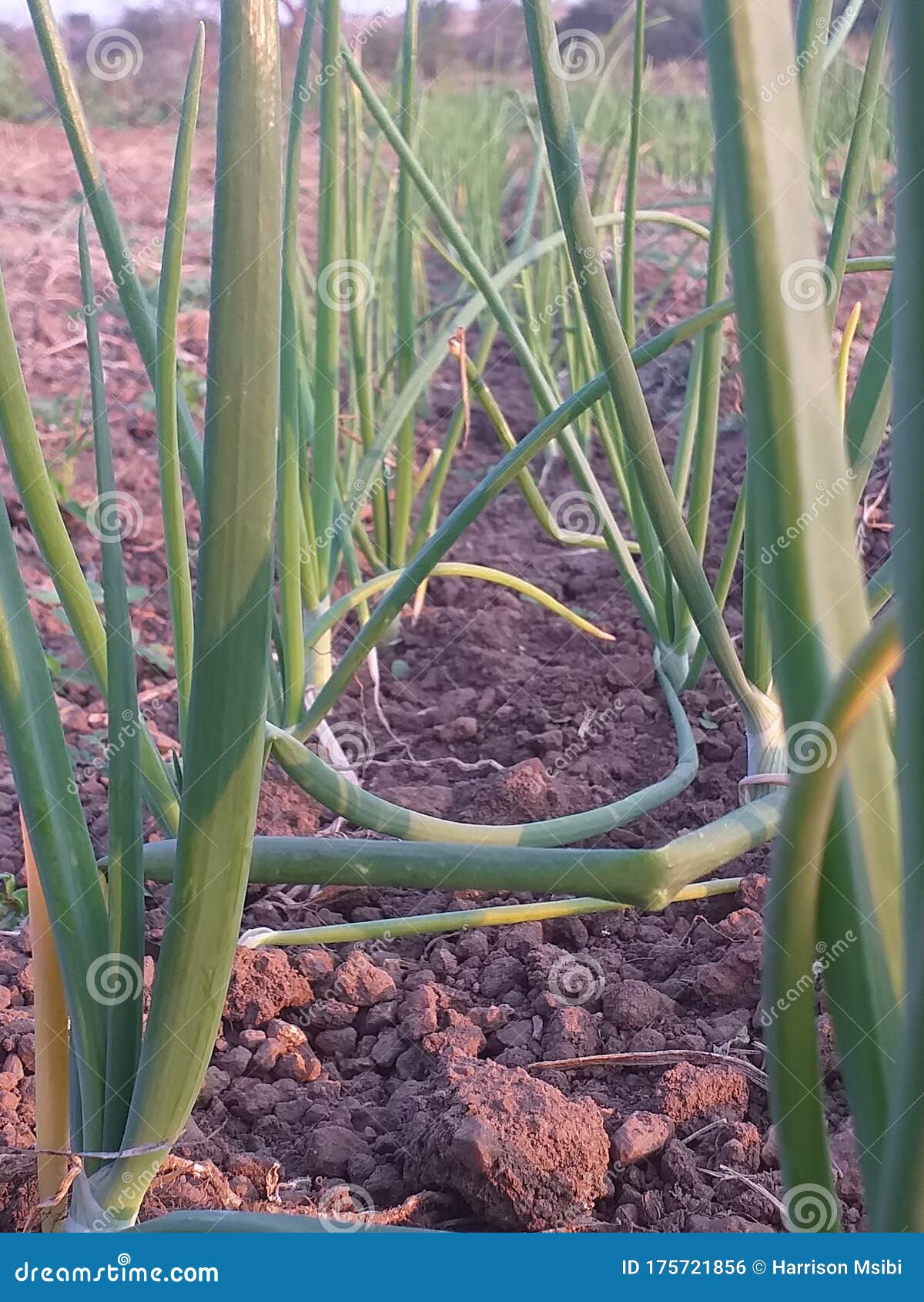 Onion plants straight stock photo. Image of onion, straight - 175721856