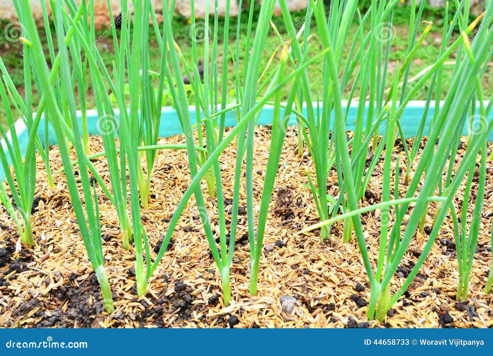 Onion in pot stock image. Image of harvest, pots, sprouting - 44658733