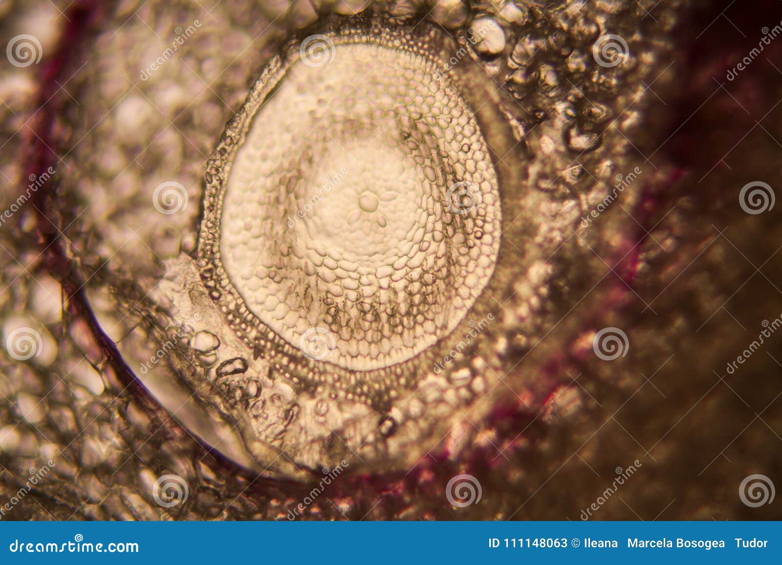 Onion Root Cells at the Microscope Stock Image - Image of haploid ...