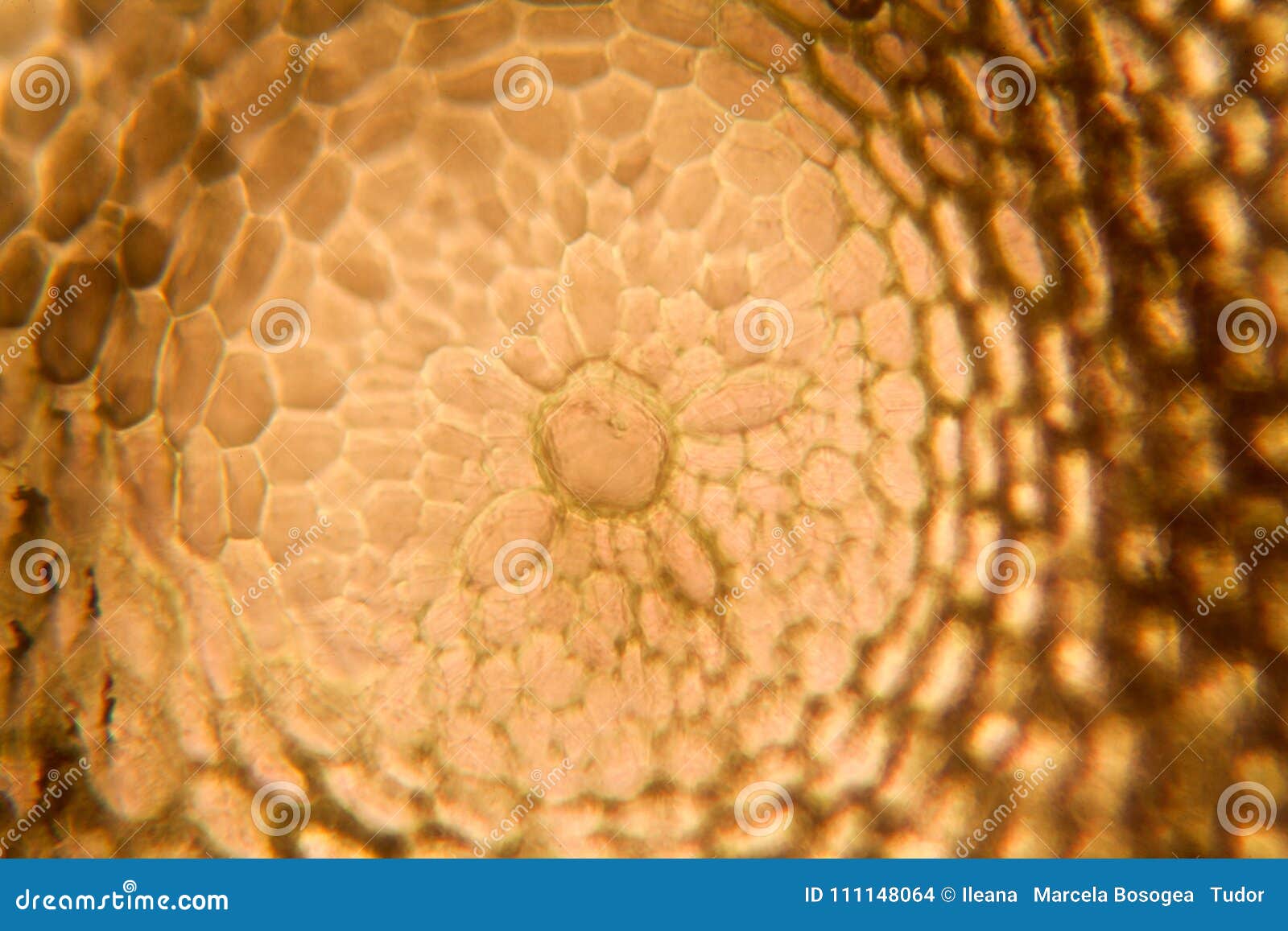 Onion Root Cells at the Microscope Stock Photo - Image of centromeres ...