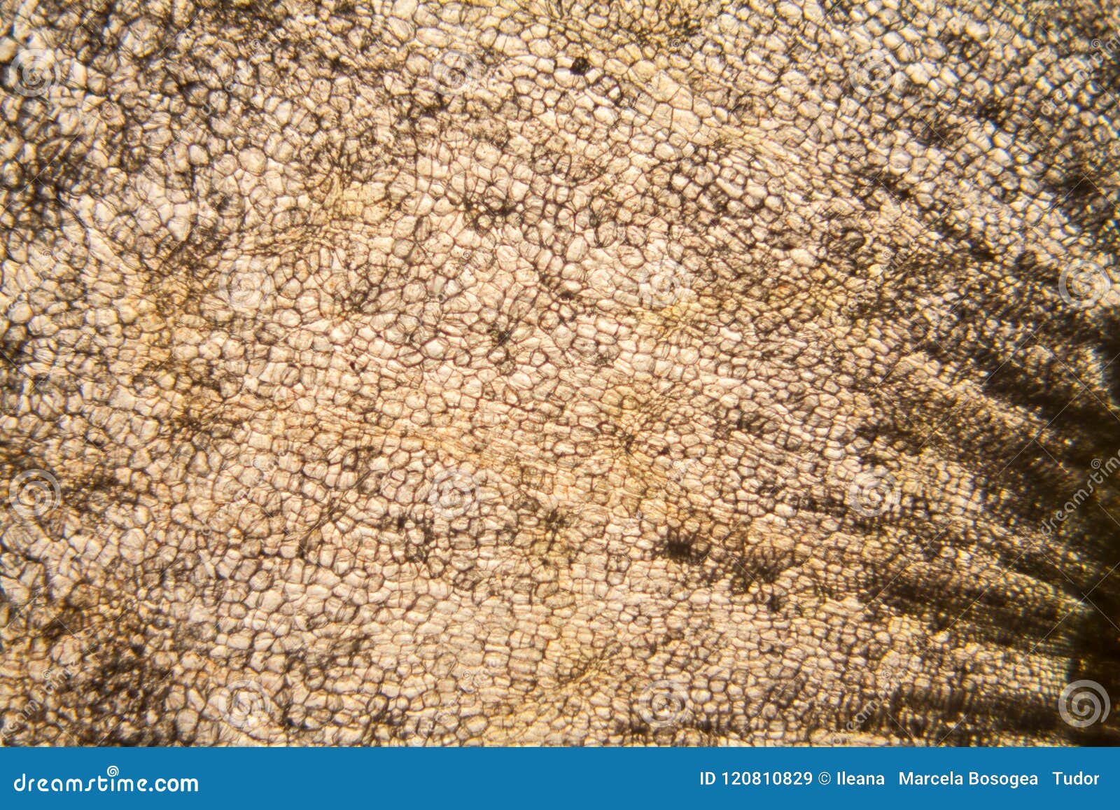 Onion Root Cells at the Microscope Stock Image - Image of microscopy ...