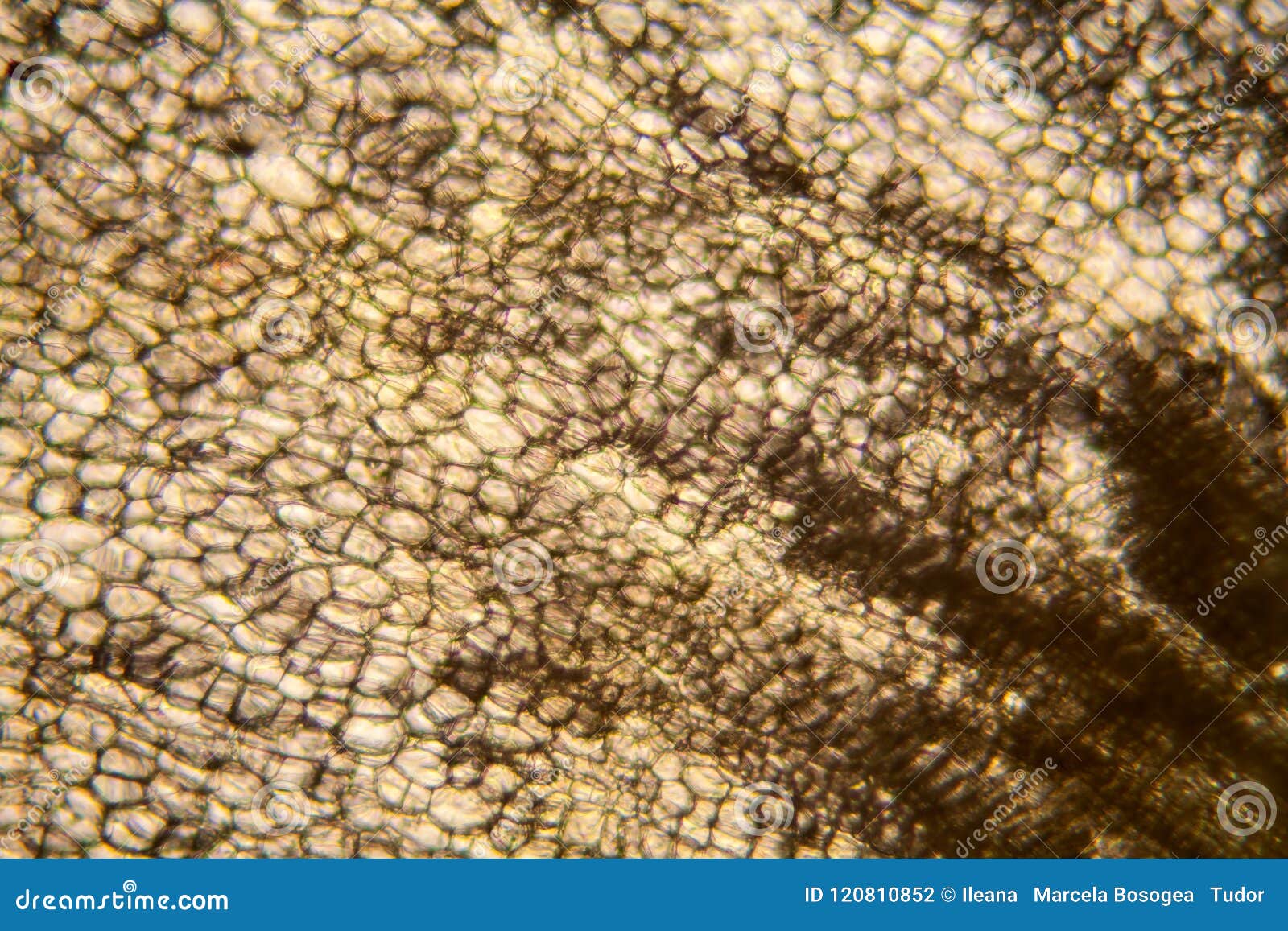 Onion Root Cells at the Microscope Stock Photo - Image of cellular ...