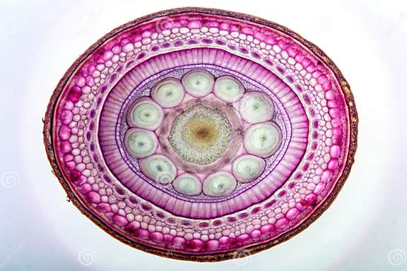 Onion Root Tip Mitosis Stages Under Microscope Stock Illustration ...