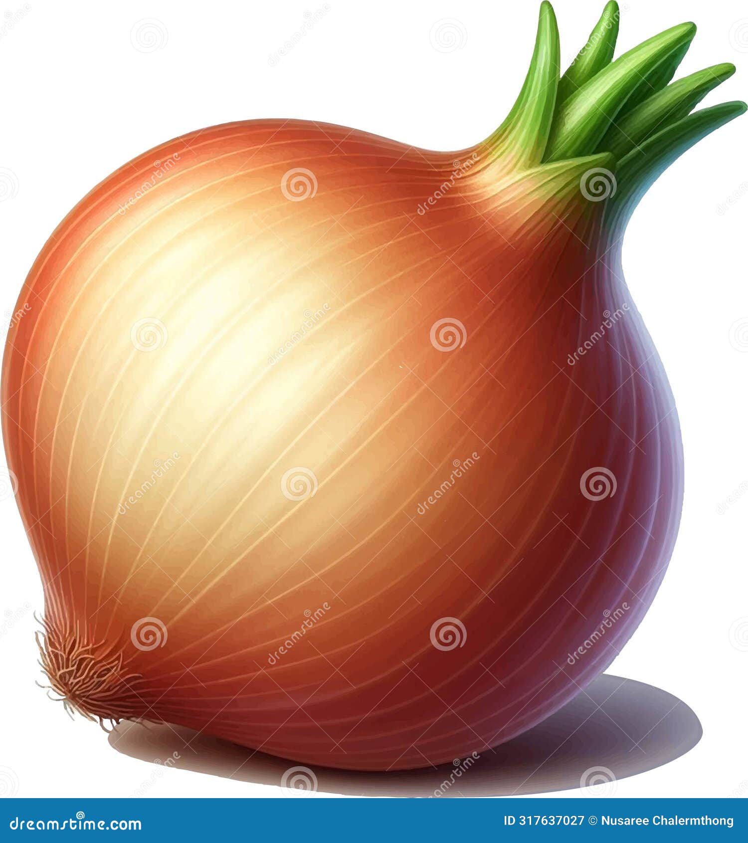 Onion Root Tip Mitosis Stages Under Microscope Royalty-Free Stock ...