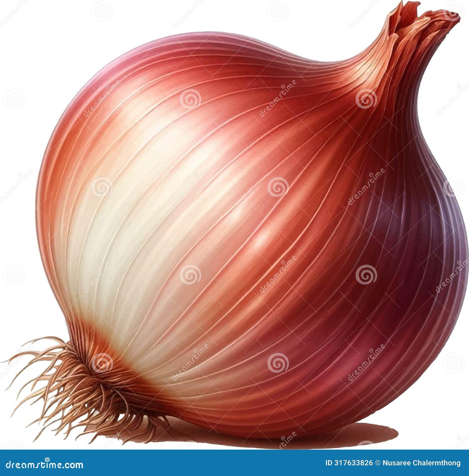 Onion Root Tip Mitosis Stages Under Microscope Royalty-Free Stock ...