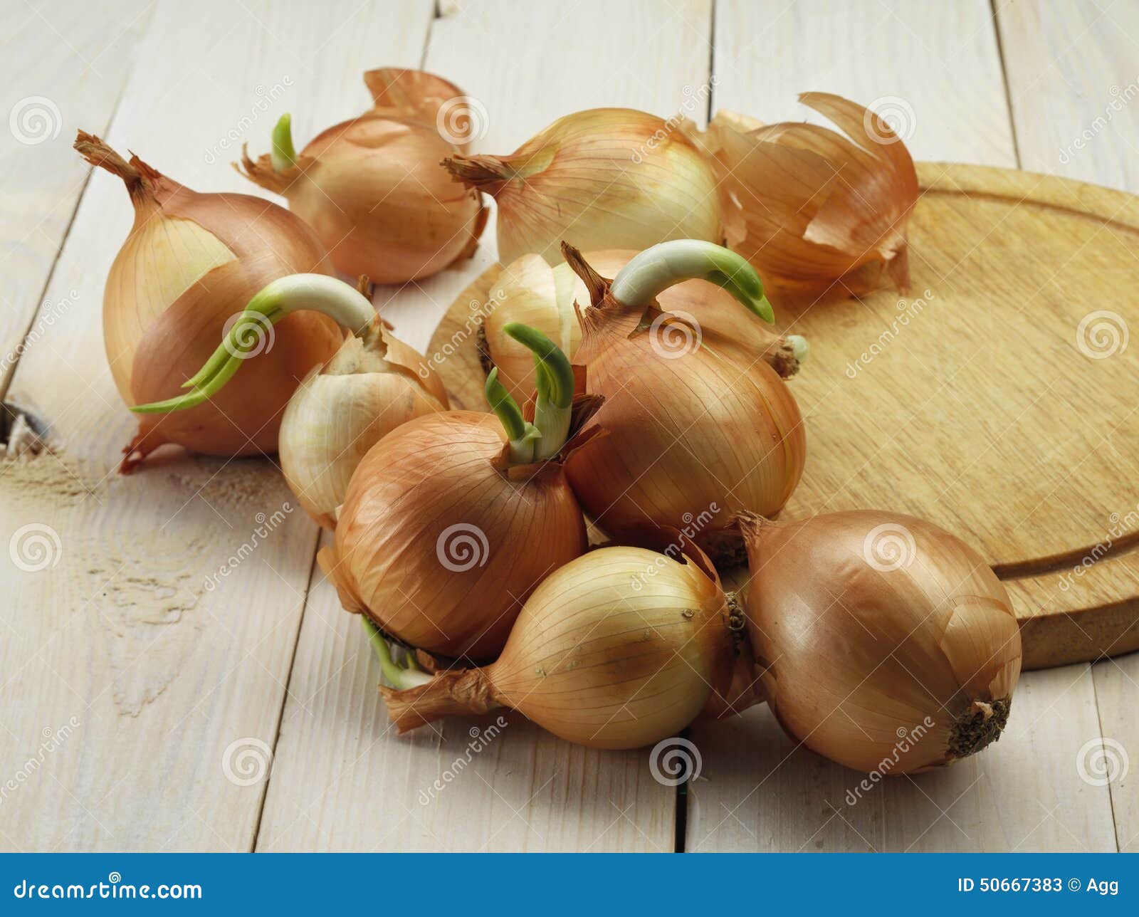 Root Tip Of Onion Show Mitosis Cell In The Root Tip Under Microscope ...