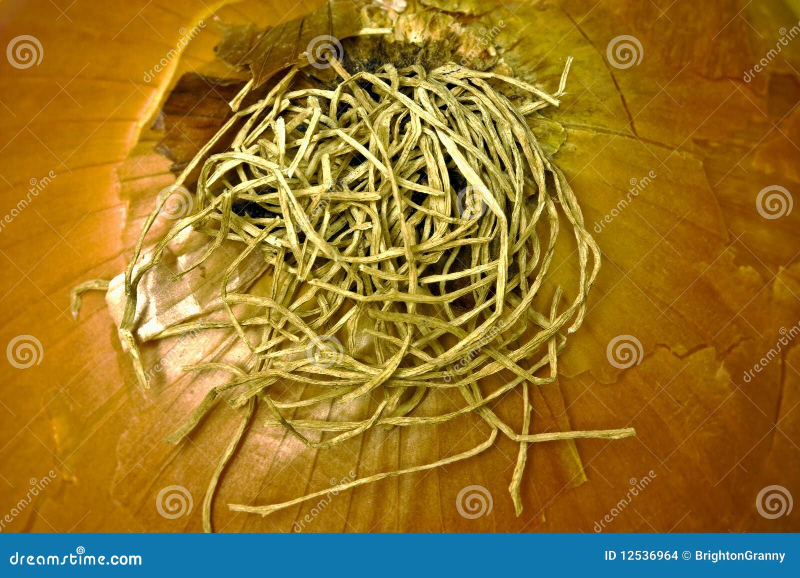 Onion roots stock photo. Image of organic, bulb, onions - 12536964
