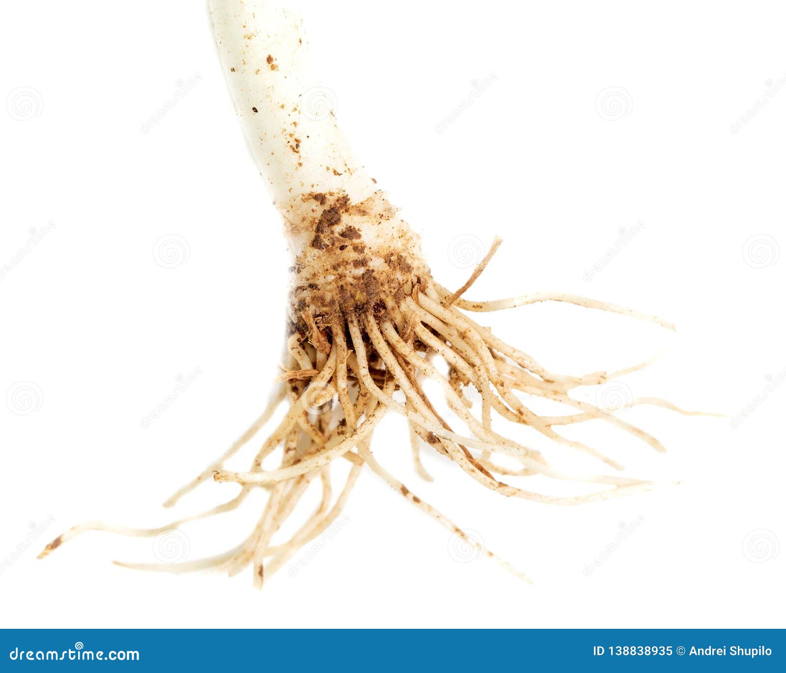 Onion Roots Isolated on White Background Stock Image - Image of plant ...