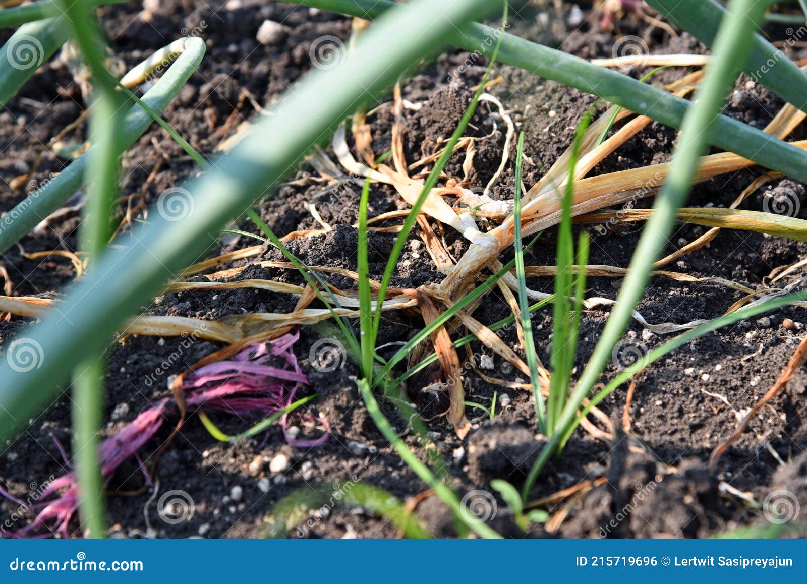 Onion Rot Disease from Pathogen Stock Photo - Image of uneatable, loss ...