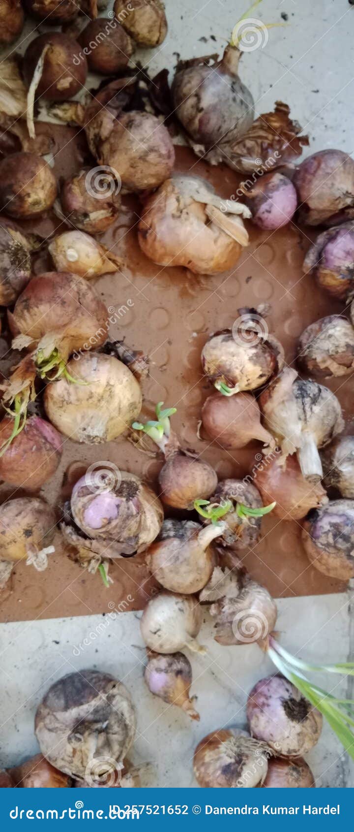 Onion Rotten and Spring Onion Growing Image. Stock Photo - Image of ...