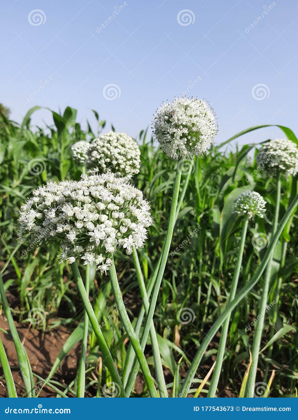 It is an Onion Seed Flowers Stock Image - Image of provide, quercetin ...