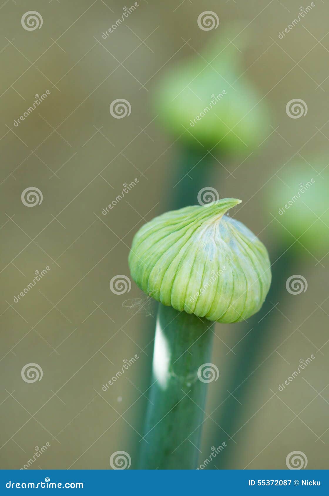 Onion seed head stock image. Image of bulb, stamen, onion - 55372087