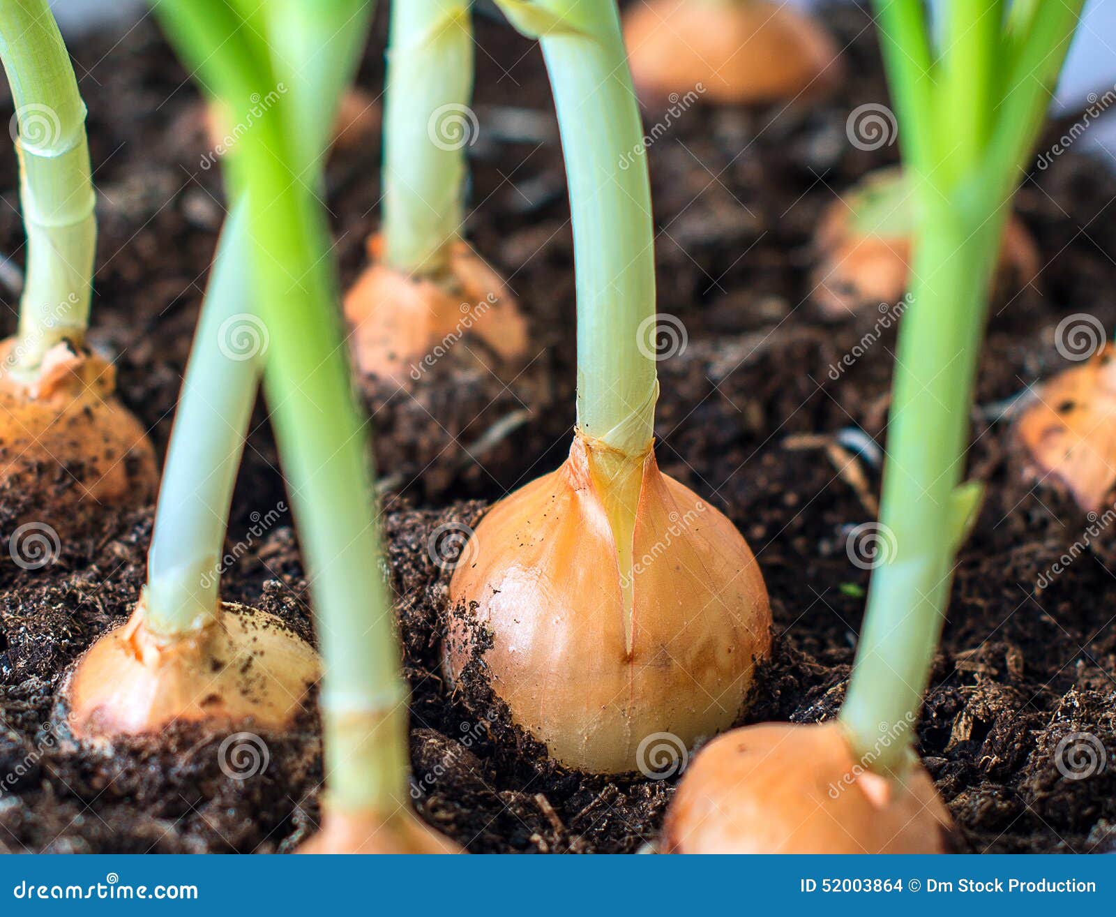 Onion seedlings. stock photo. Image of ground, ingredient - 52003864