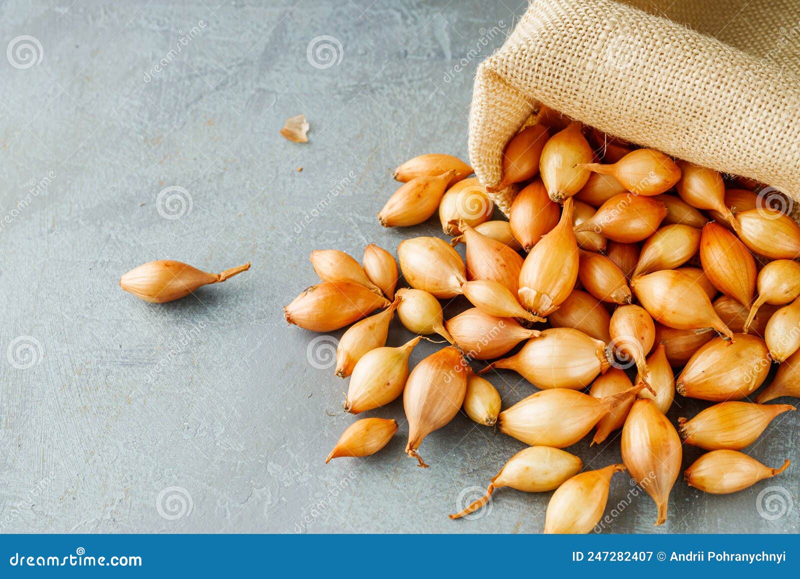 Onion Seeds on a Gray Stone Background Stock Image - Image of spring ...