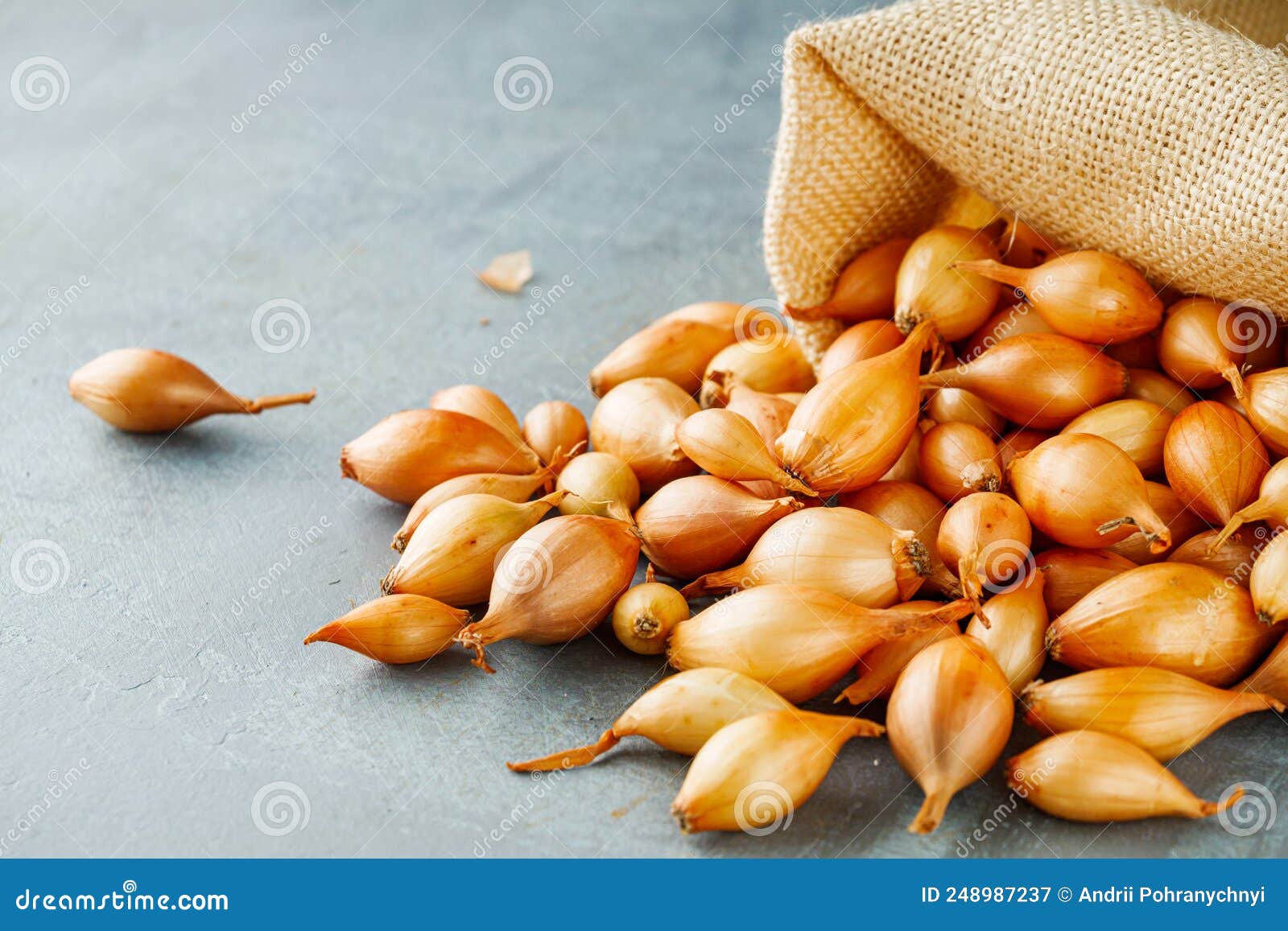 Onion Seeds on a Gray Stone Background Stock Image - Image of vegetable ...