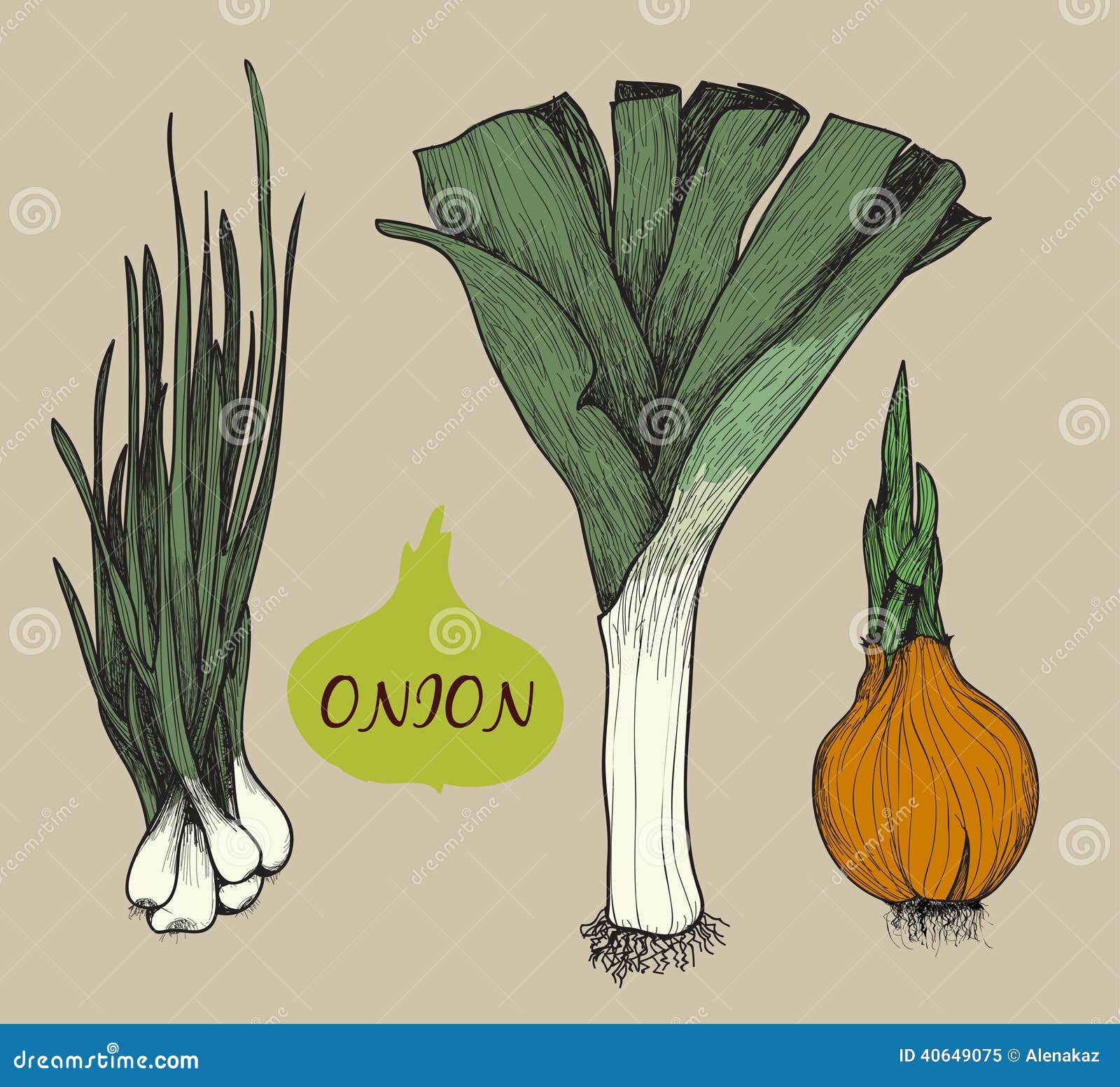 Onion. Set f illustrations stock vector. Illustration of graphic - 40649075