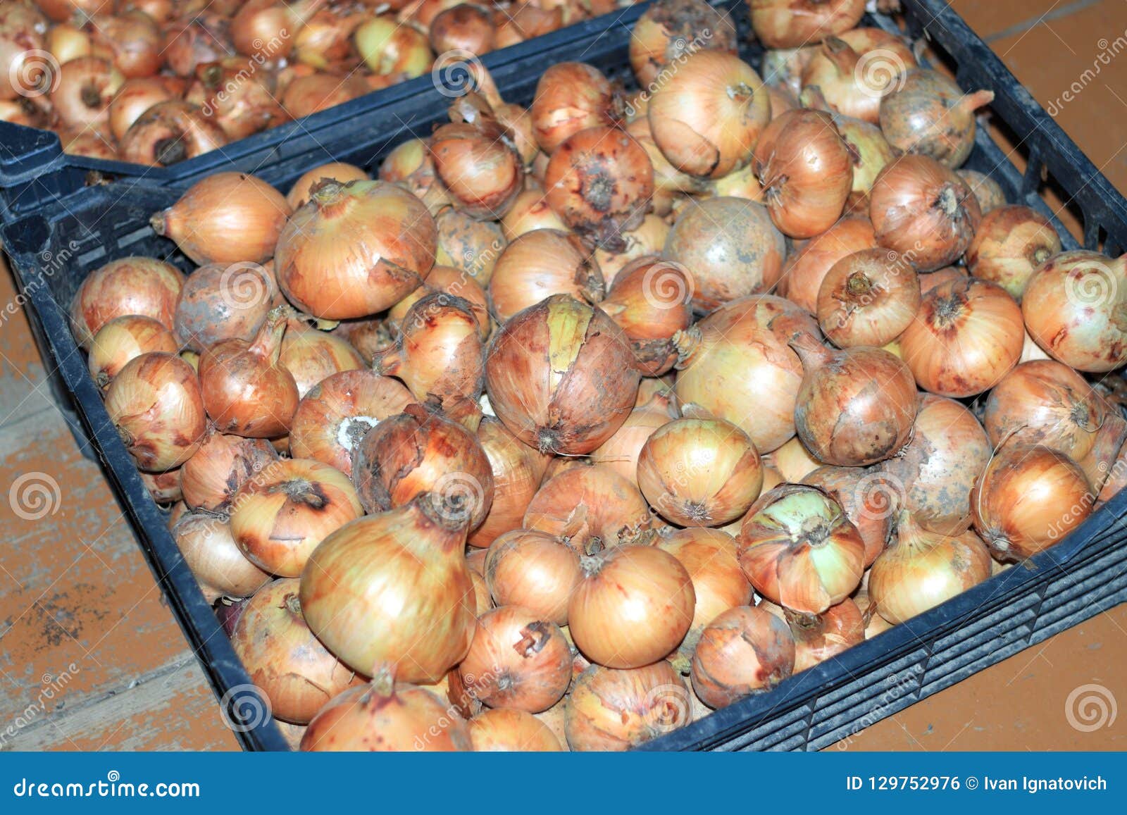 Onion sets stock photo. Image of color, collection, health - 129752976