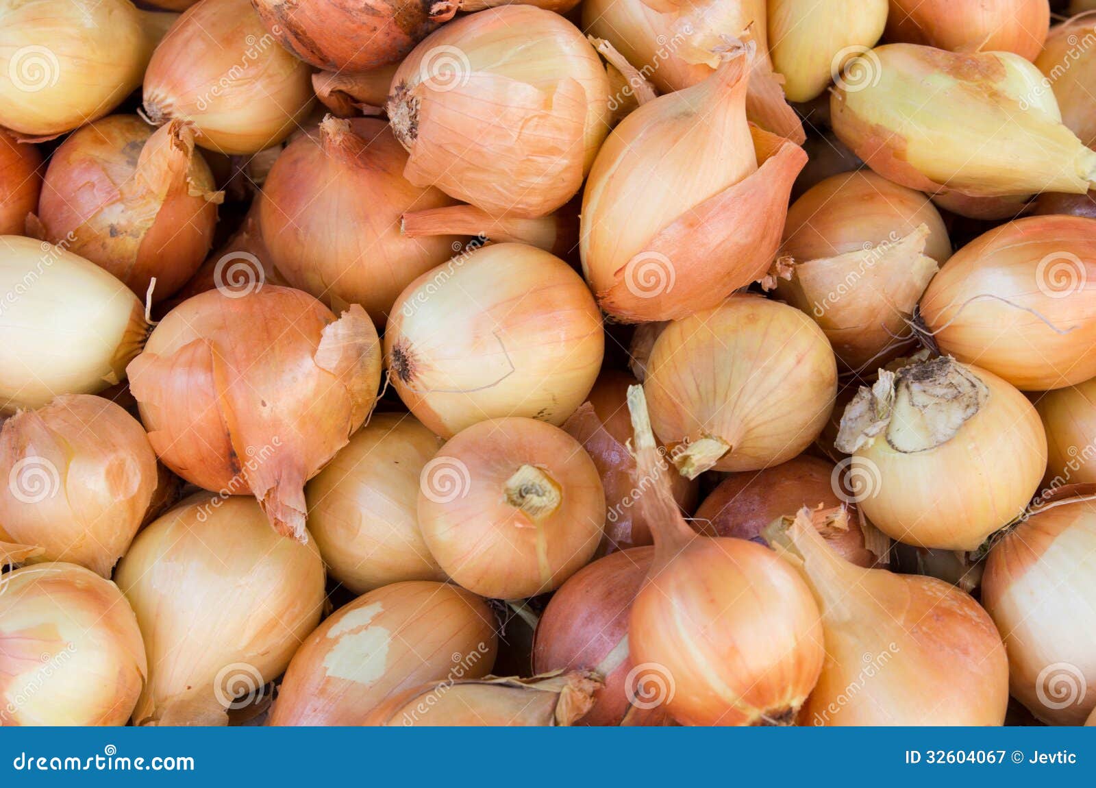 Onion in shell stock image. Image of natural, freshness - 32604067