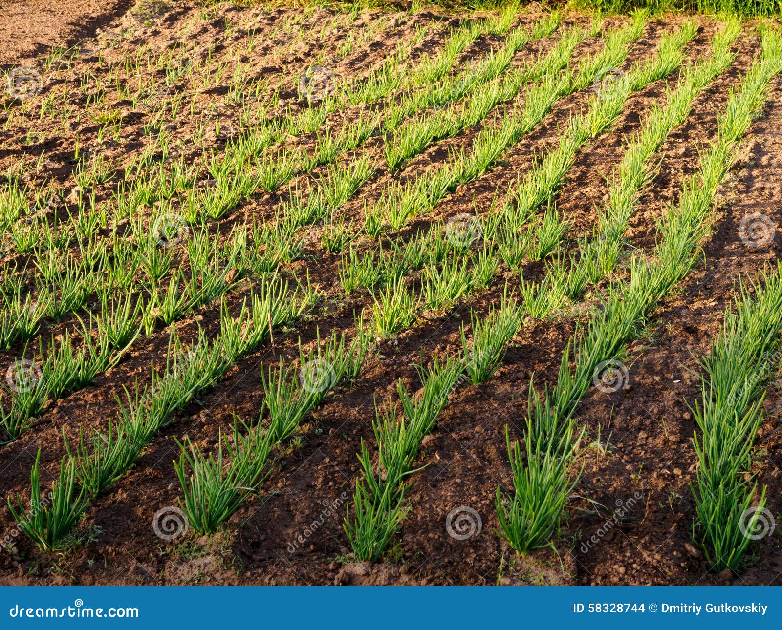 Onion Shoots in Spring stock photo. Image of plant, dirth - 58328744