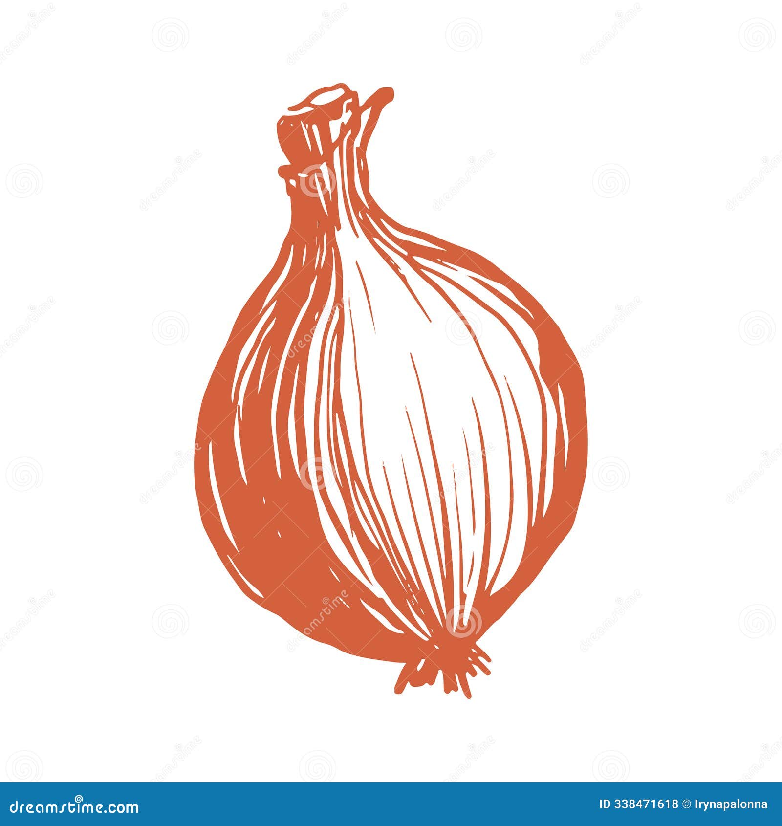 Onion Sketch Drawing In Brown, Line Vector Illustration, Isolated On A ...