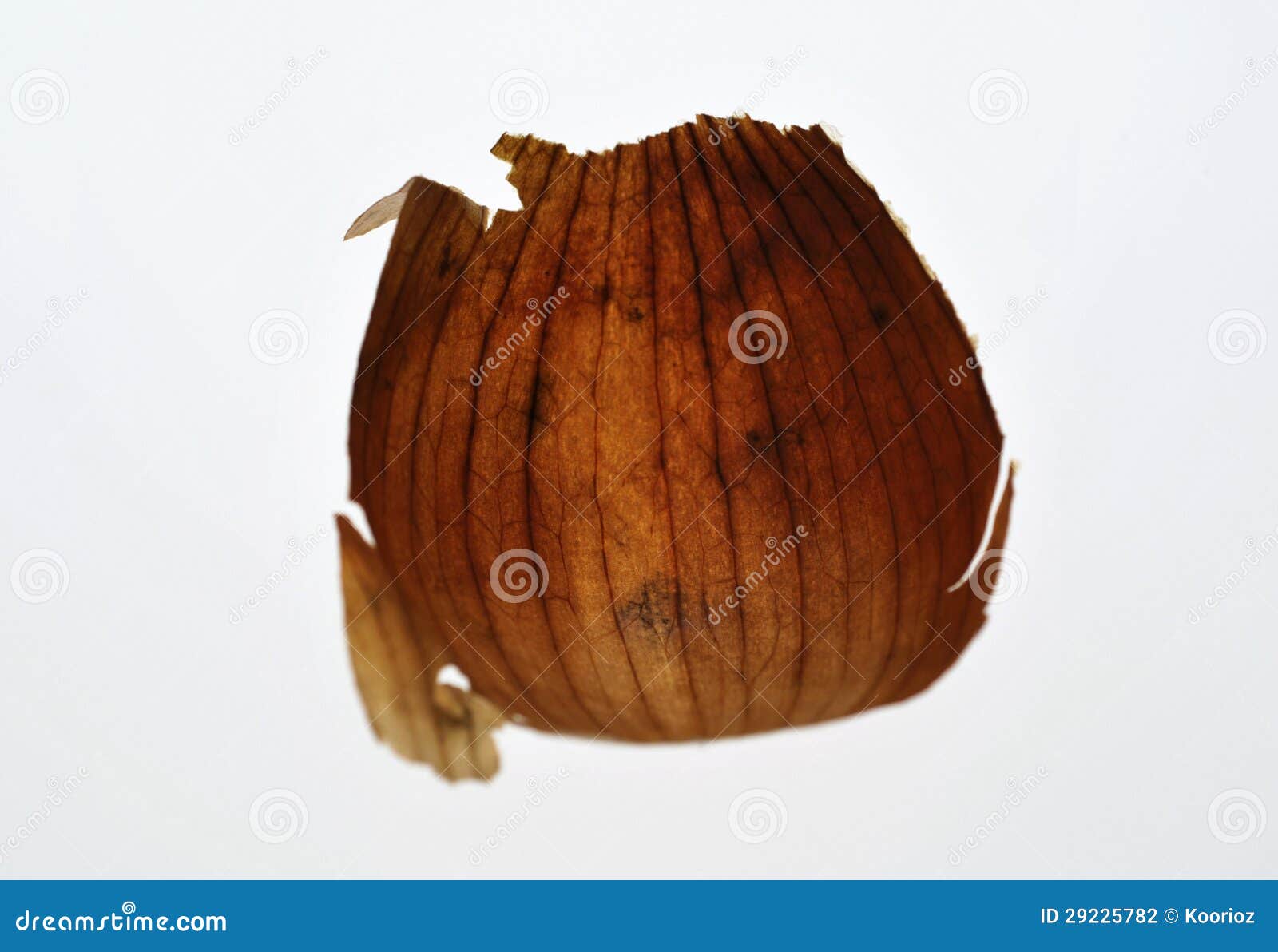 Onion skin stock photo. Image of lighting, light, shot - 29225782