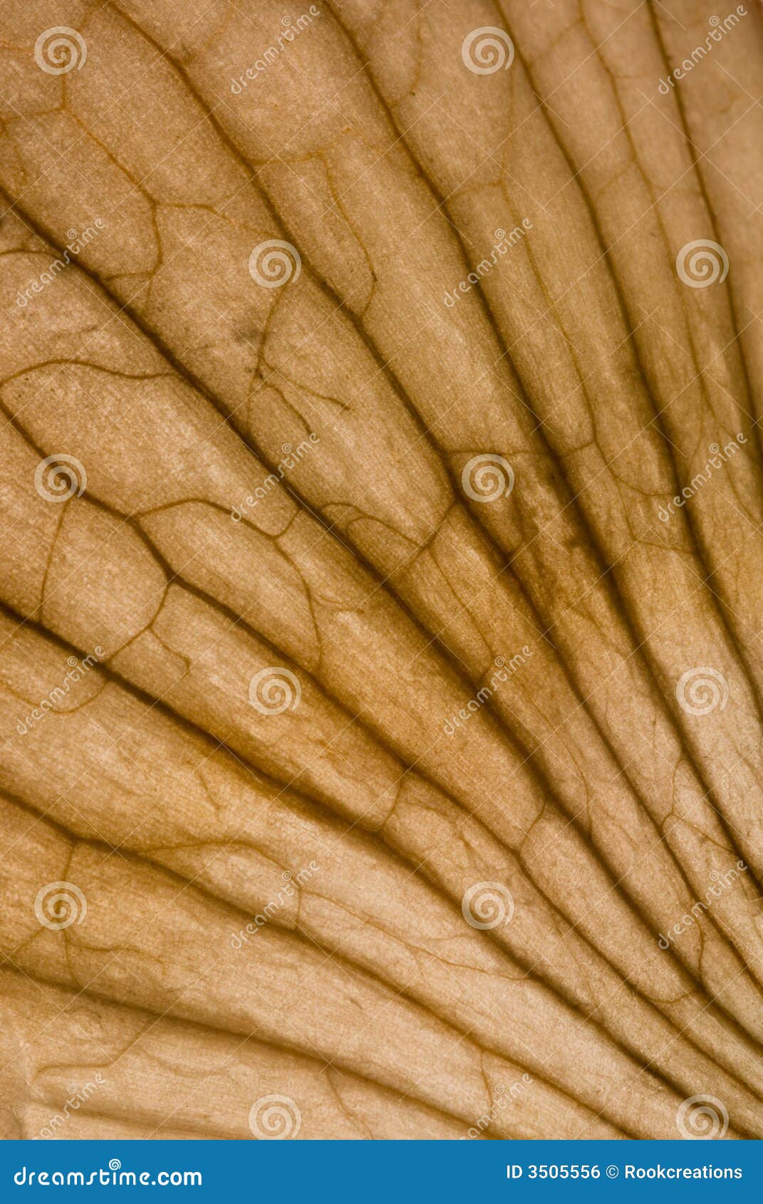 Onion Skin Royalty-Free Stock Image | CartoonDealer.com #147013162