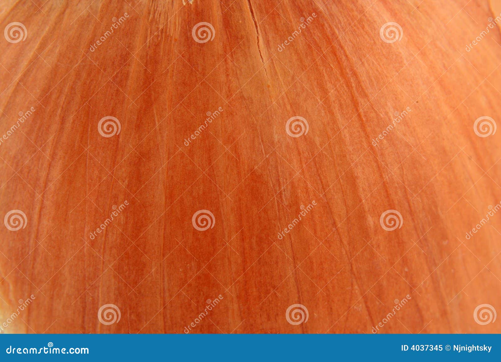 Onion Skin Royalty-Free Stock Image | CartoonDealer.com #147013162