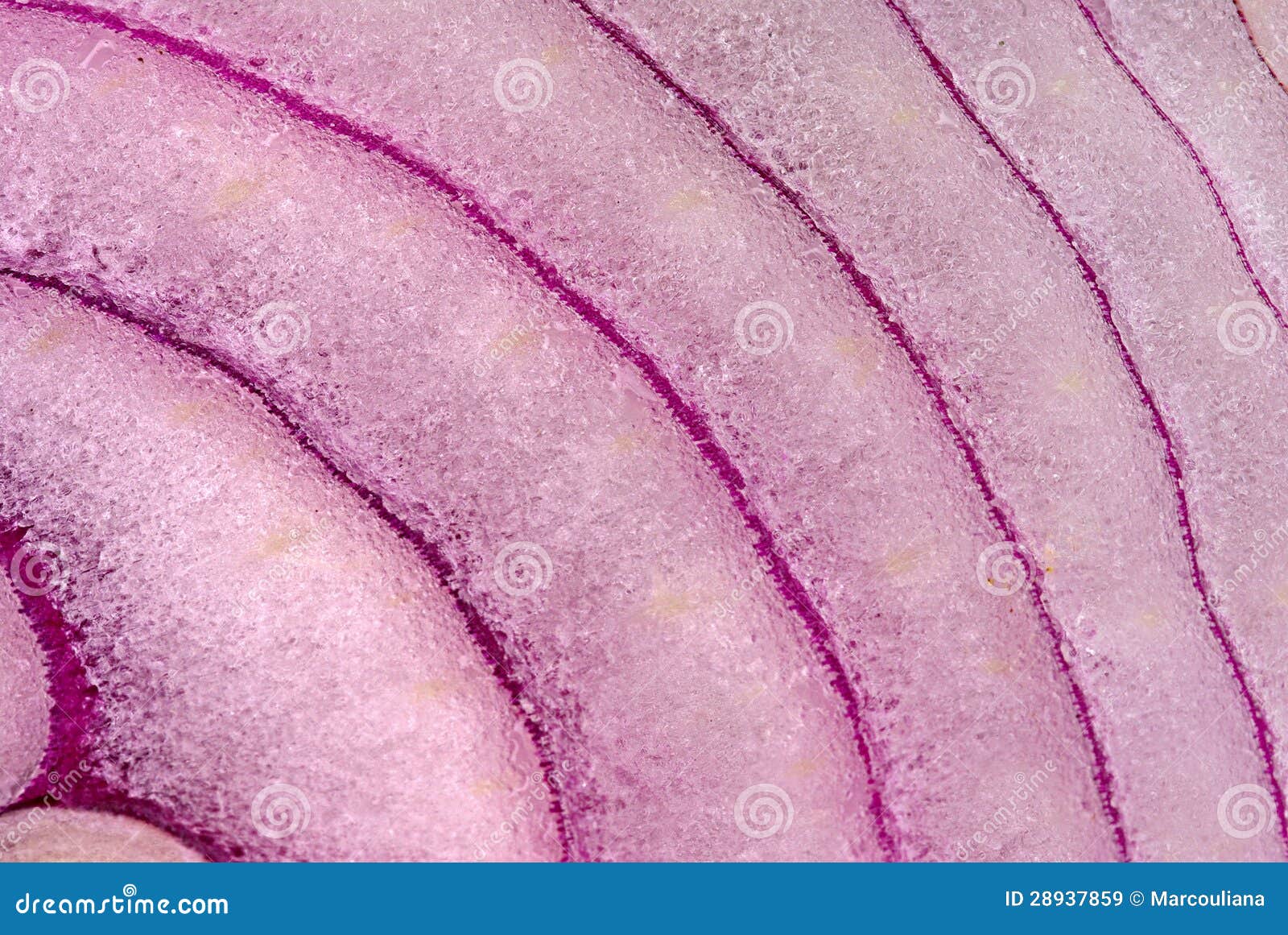 Onion slice close up stock image. Image of acrid, food - 28937859