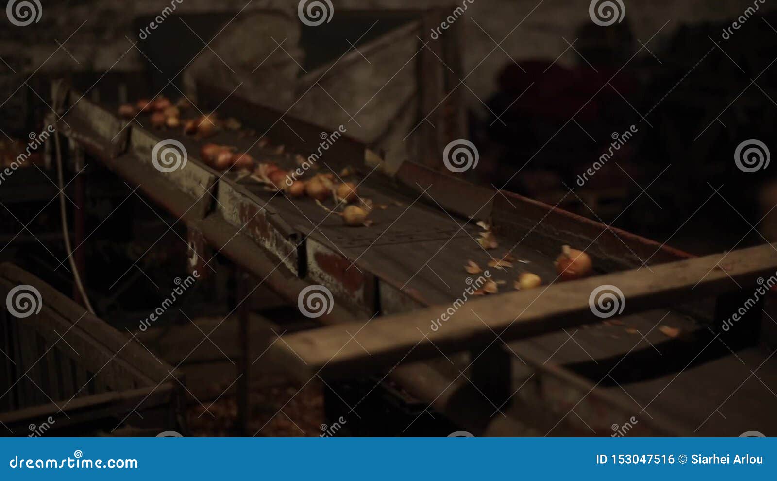 Onion Sorting, Processing and Packing Factory. Onion Moving on a ...