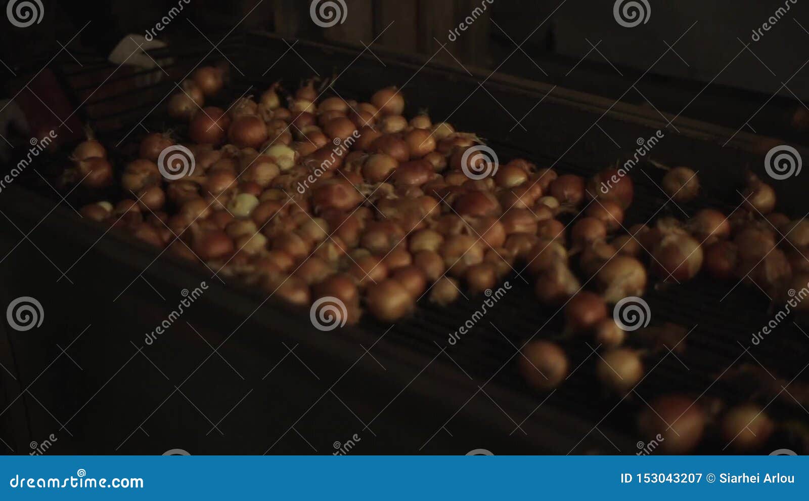 Onion Sorting, Processing and Packing Factory. Onion Moving on a ...