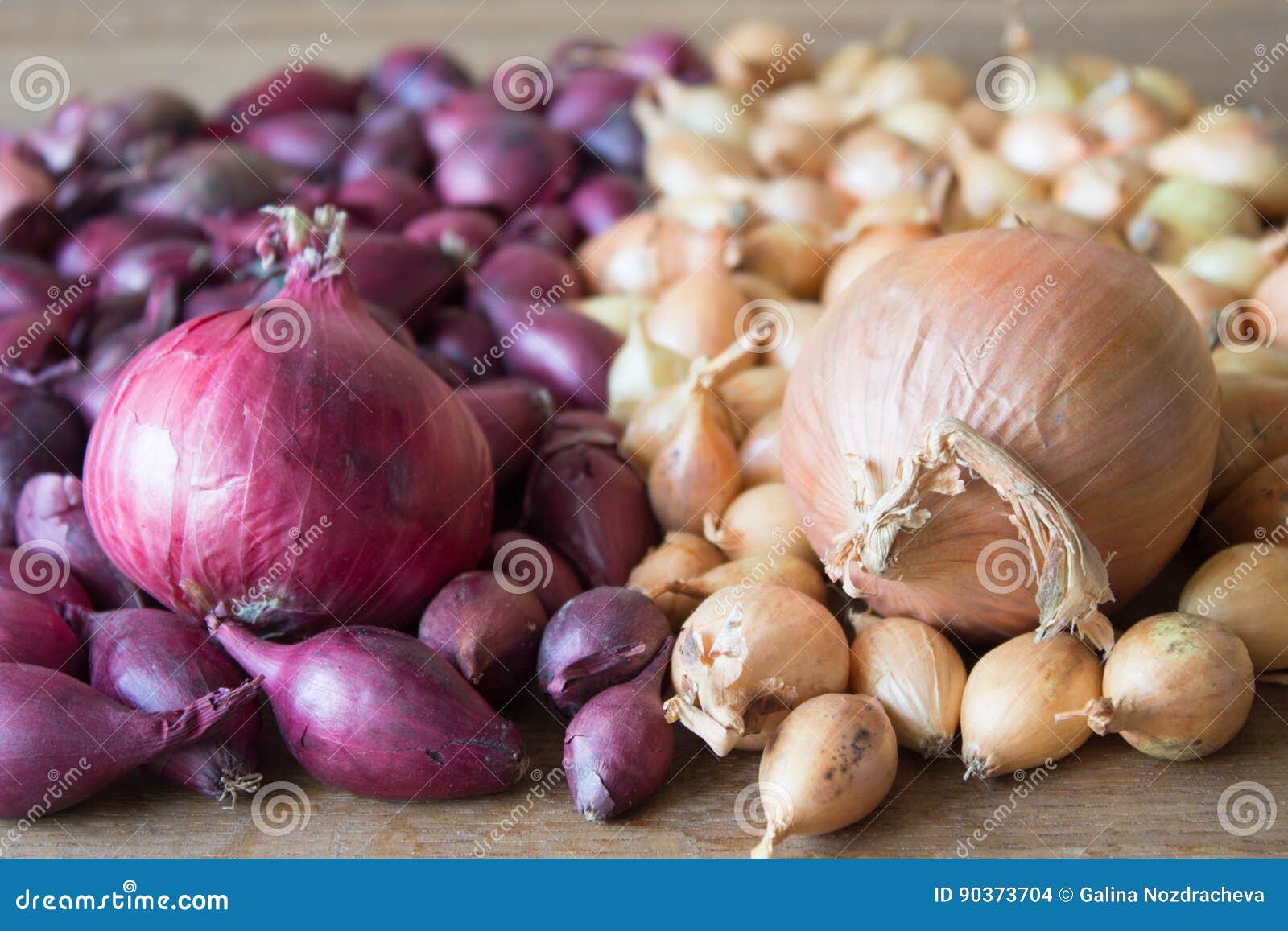 Onion for Sowing. Onions Background. Stock Photo - Image of life ...