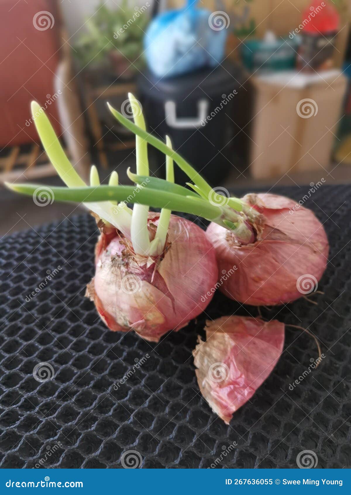 Onion Sprouting Out with Young Leafy Shoot. Stock Image - Image of ...