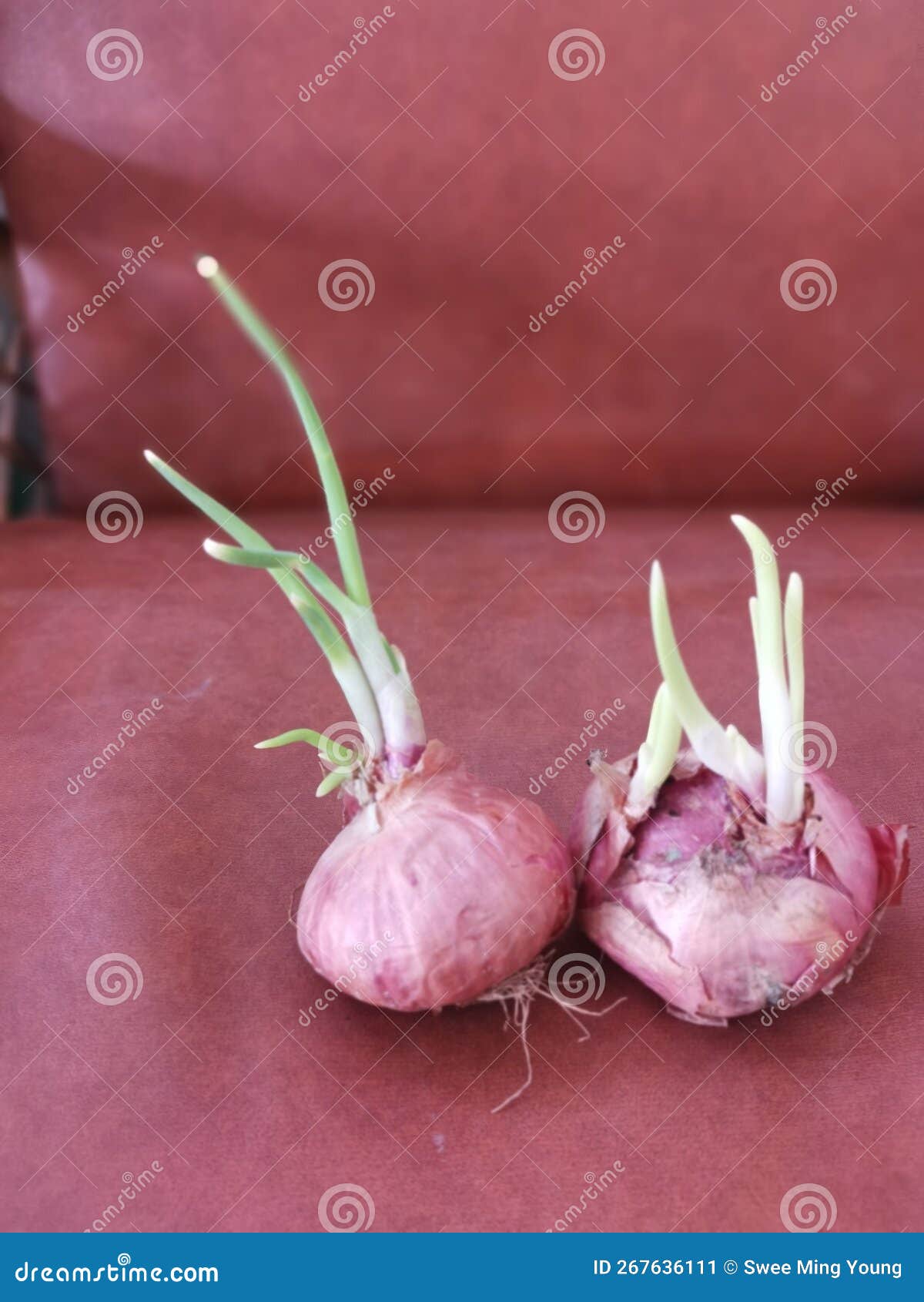 Onion Sprouting Out with Young Leafy Shoot. Stock Image - Image of herb ...