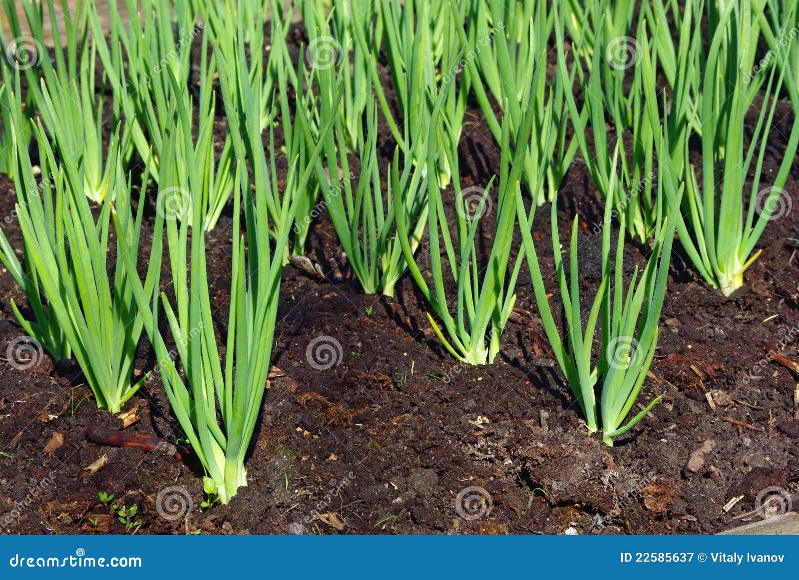 Onion Sprouts in Early Spring at the Garden Stock Image - Image of farm ...