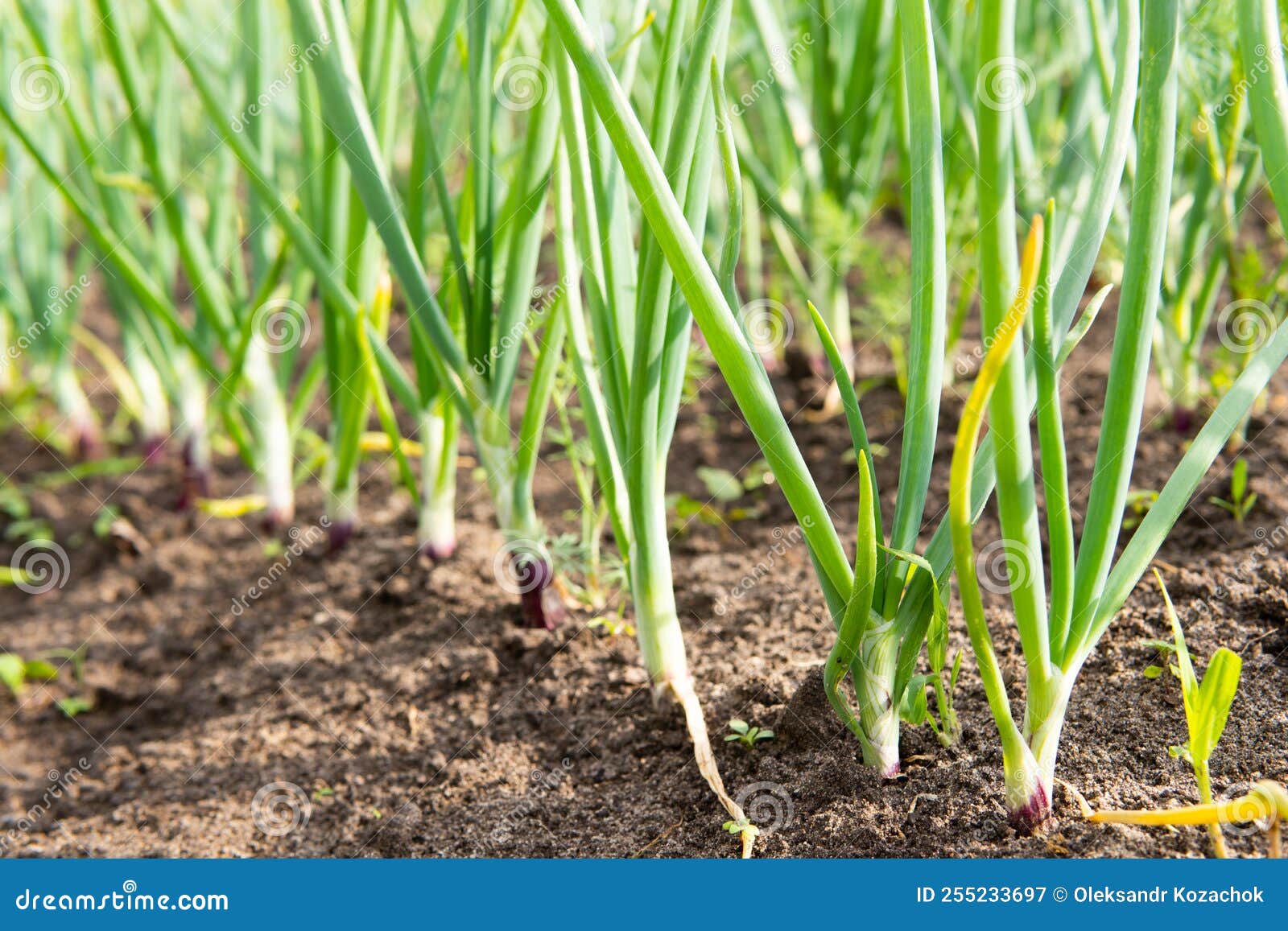 Onion Sprouts in Early Spring at the Kitchen Garden. Stock Image ...