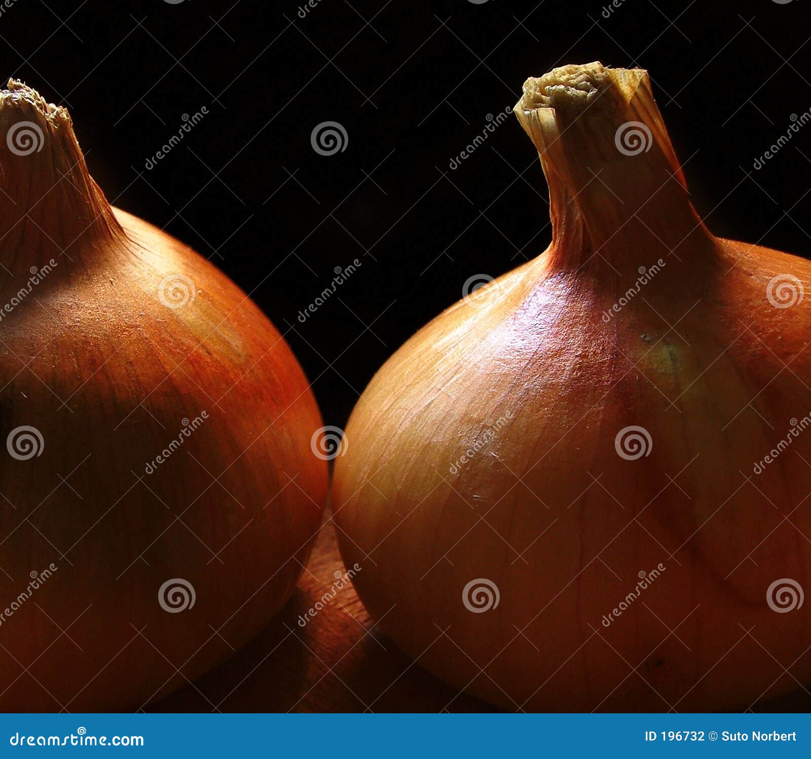 Onion Study 1 Picture. Image: 196732