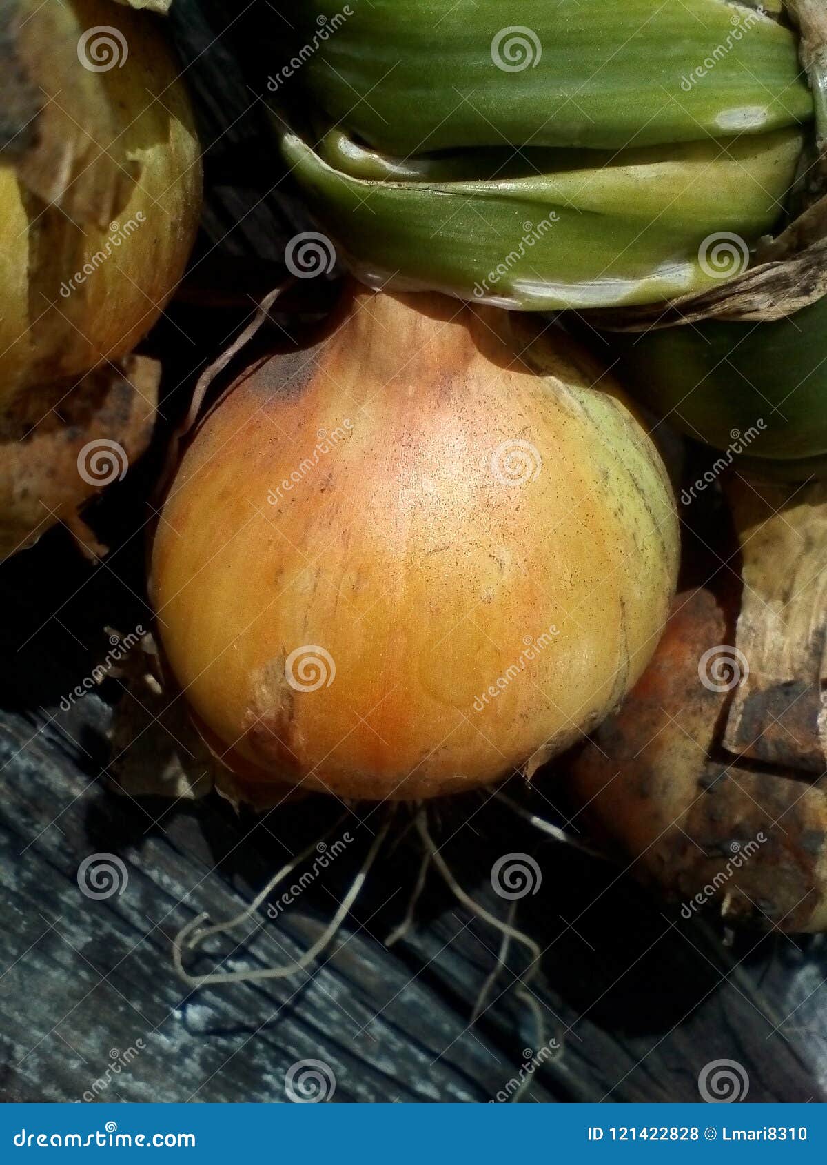 Onion in the sun 1 stock photo. Image of harvesting - 121422828