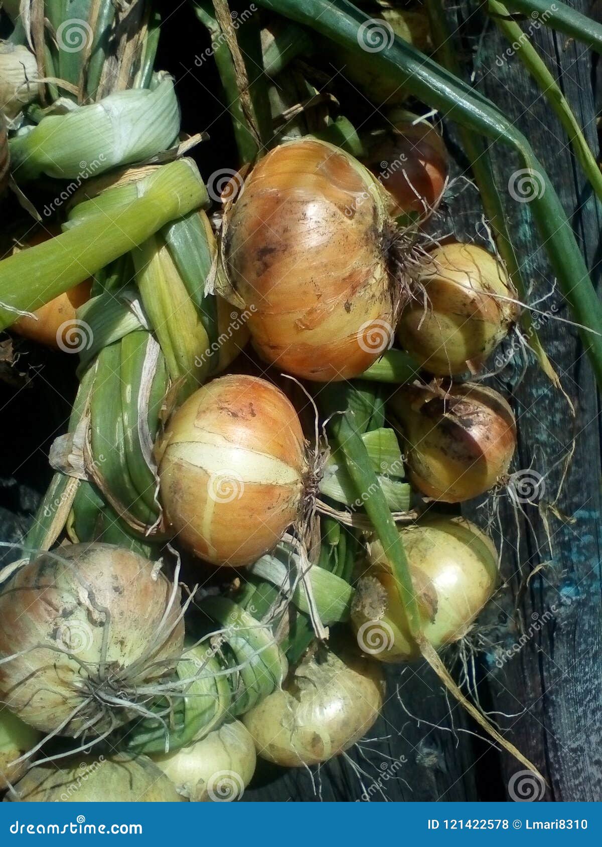 Onion in the sun 5 stock photo. Image of bulb, food - 121422578
