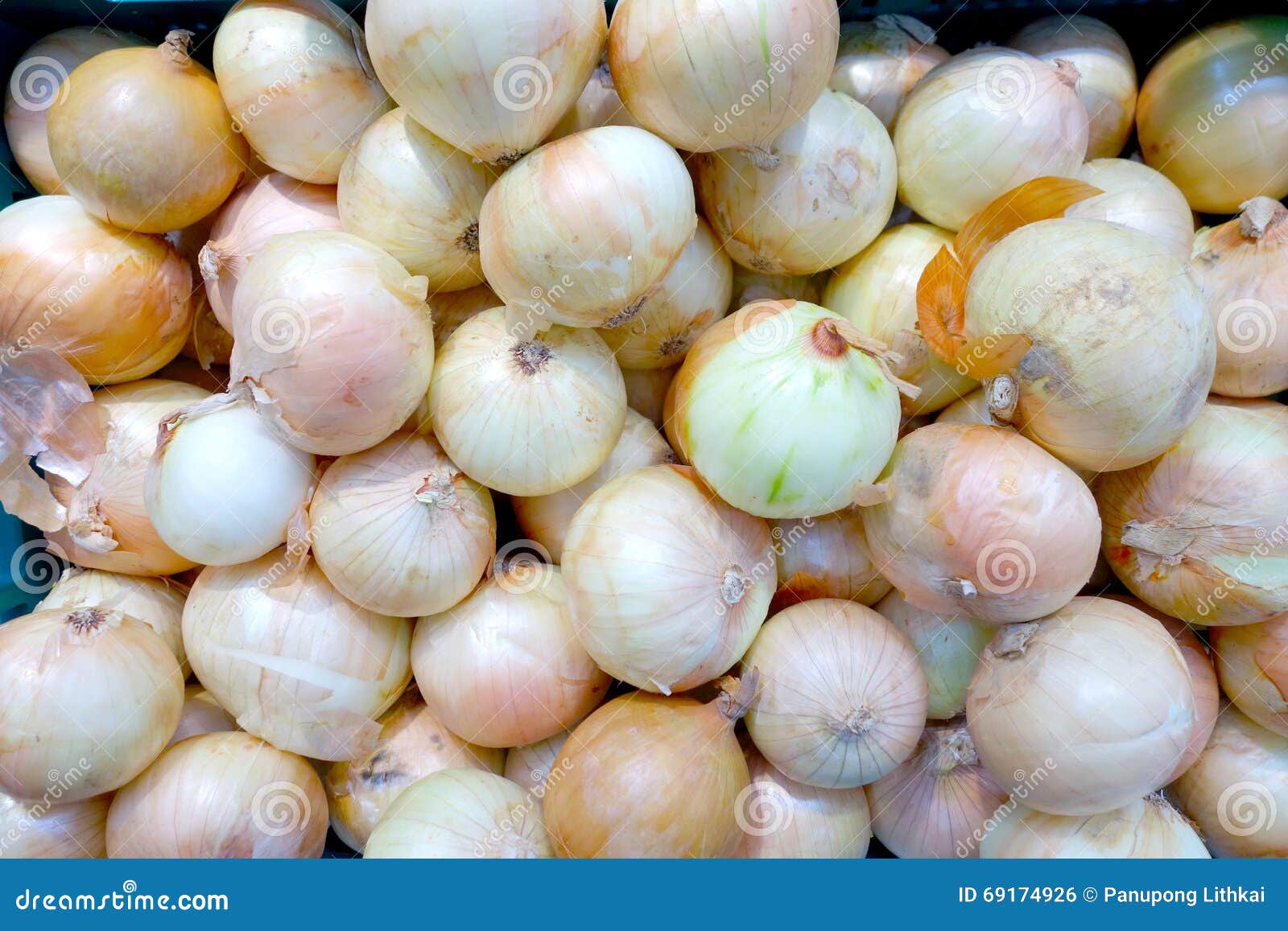 Onion texture background stock photo. Image of background - 69174926
